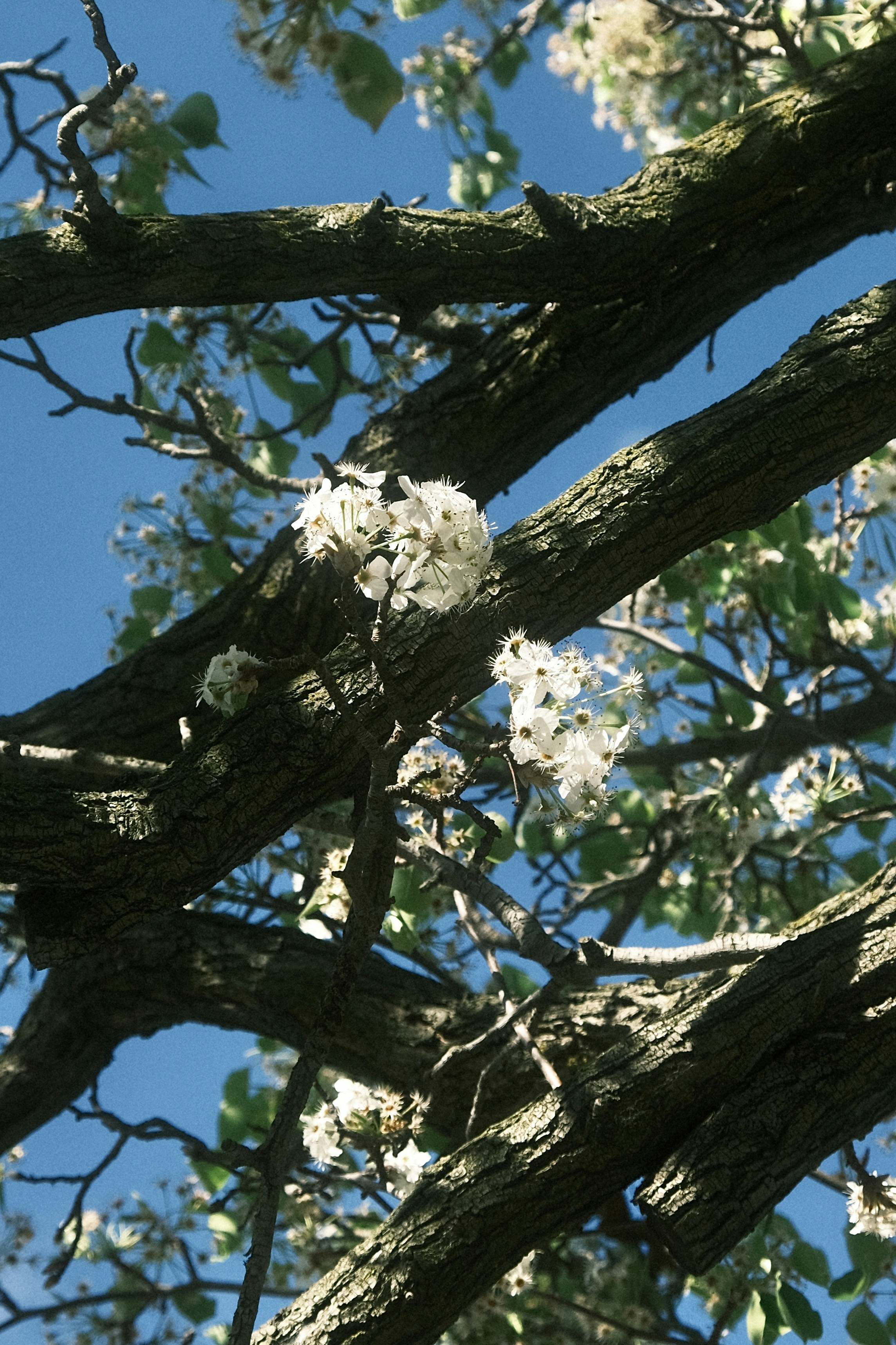 Whispers on Weathered Bark: White Blossoms in a Bright Sky