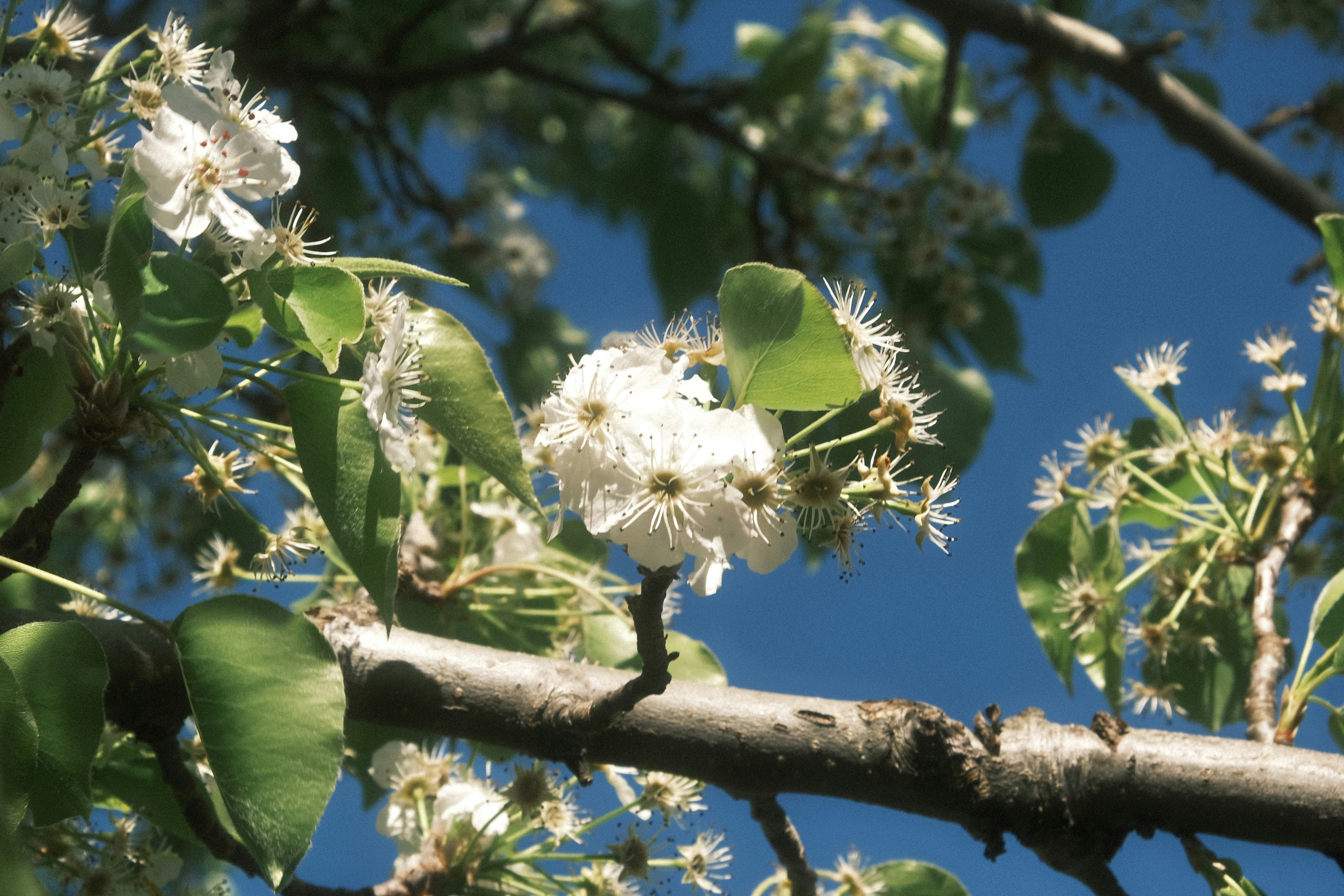 Whispers of Spring: Blossoms Against the Sky