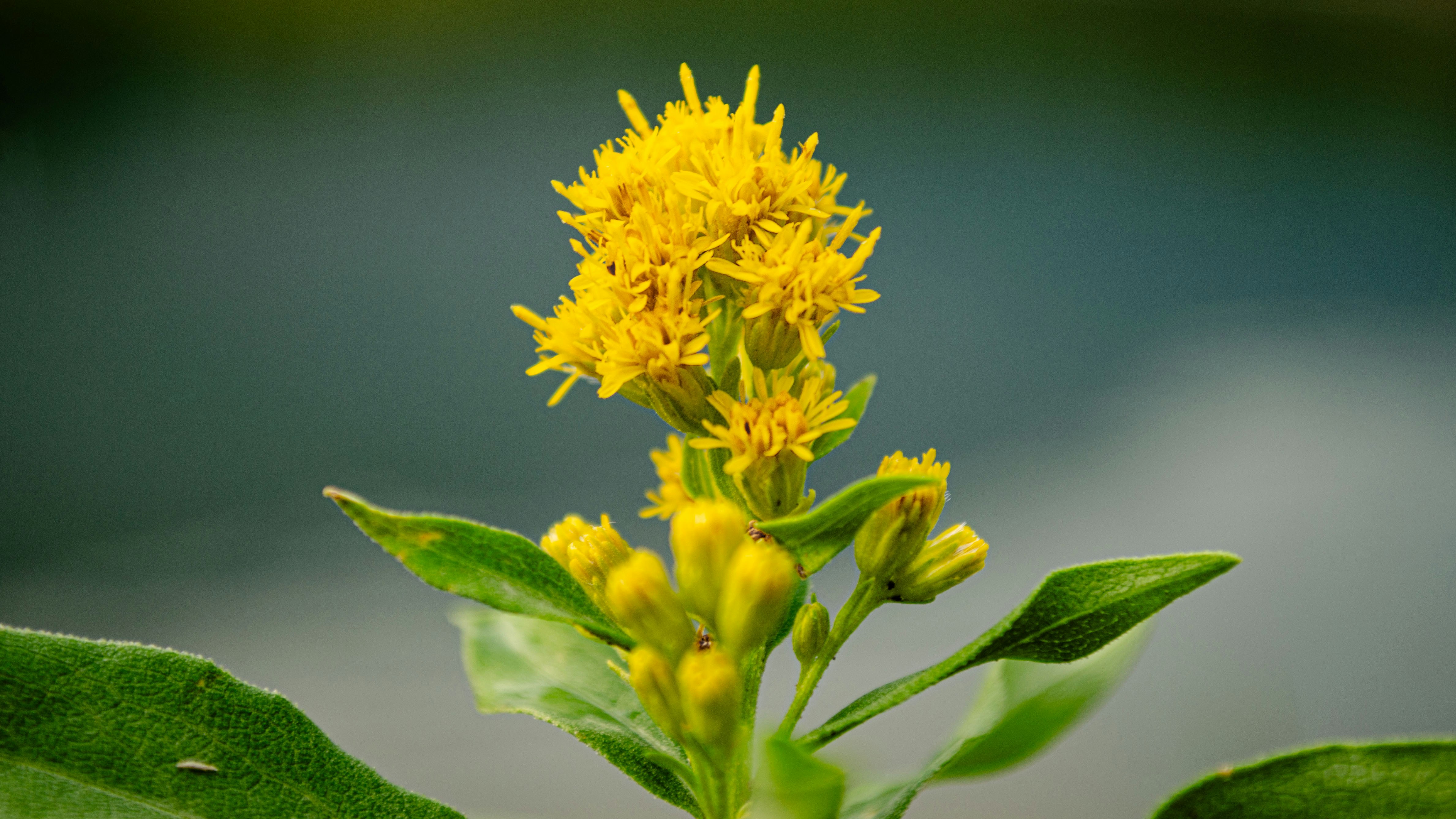Sunlit Gold: A Yellow Floral Stamen Reach