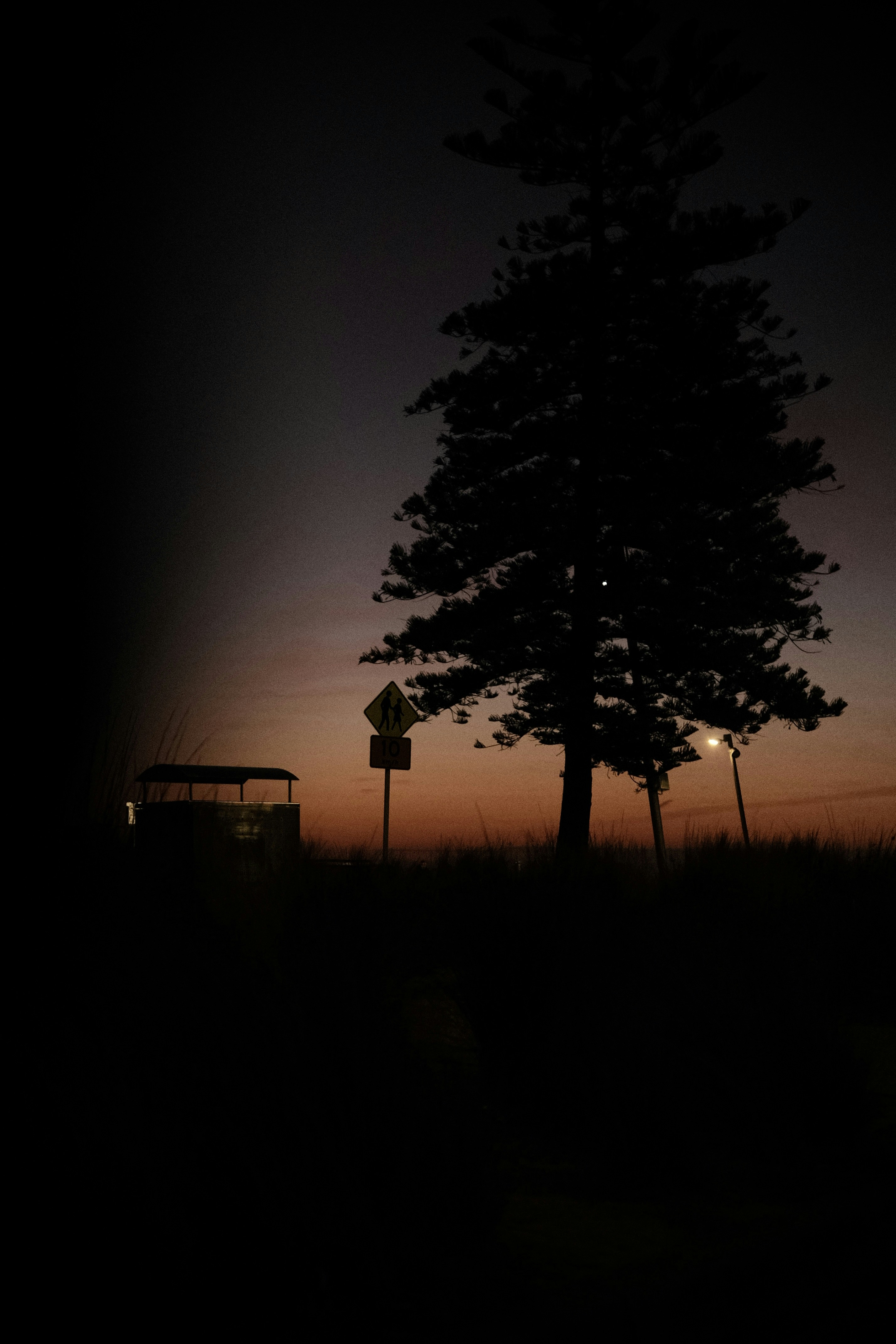 Dusk Sentinel: The Lone Pine Beside the Quiet Shelter