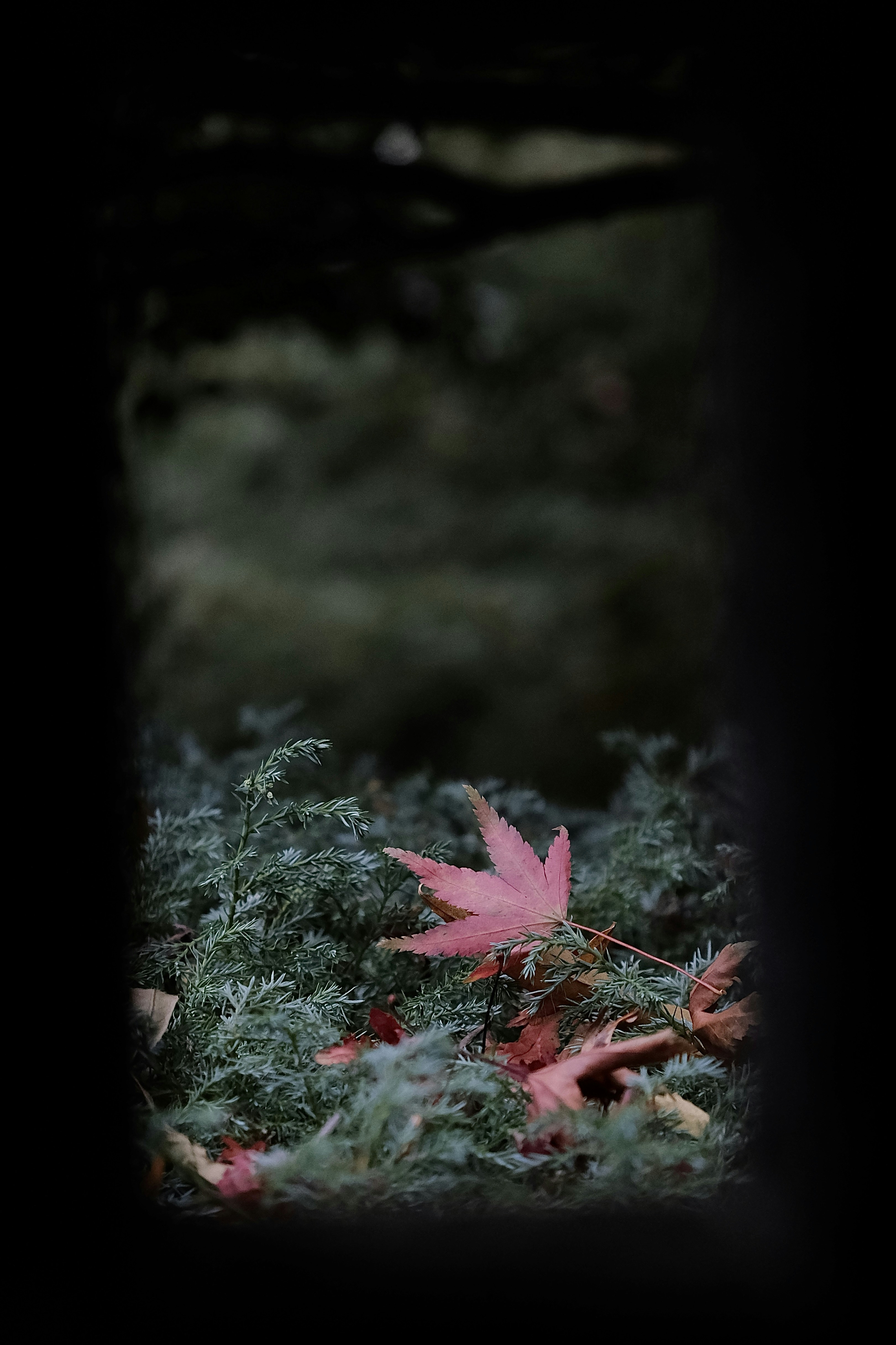 Autumn Leaf Within a Velvet Frame
