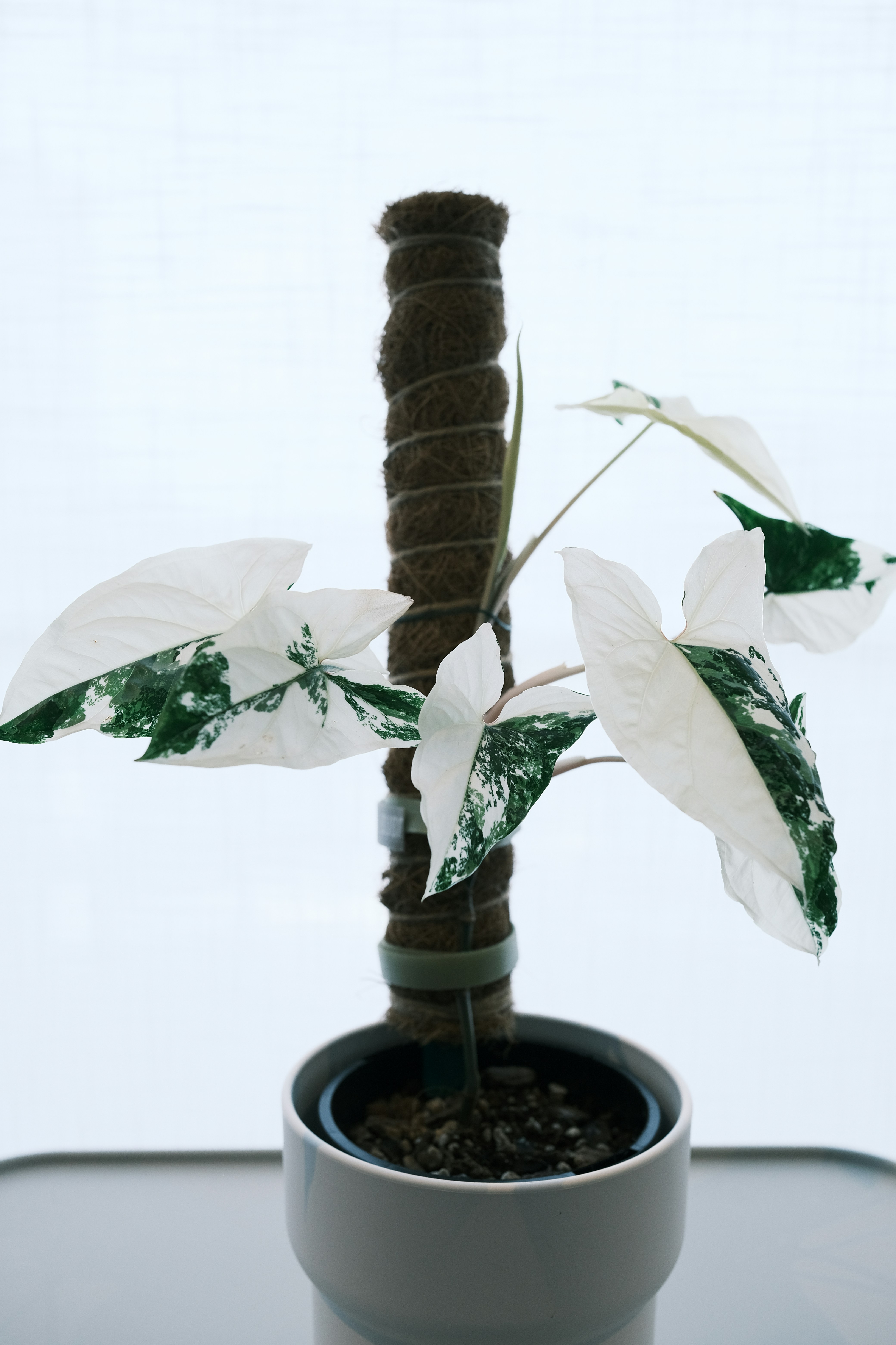 The Quiet Spine: Twine-Wrapped Post Framing a Variegated Indoor Plant