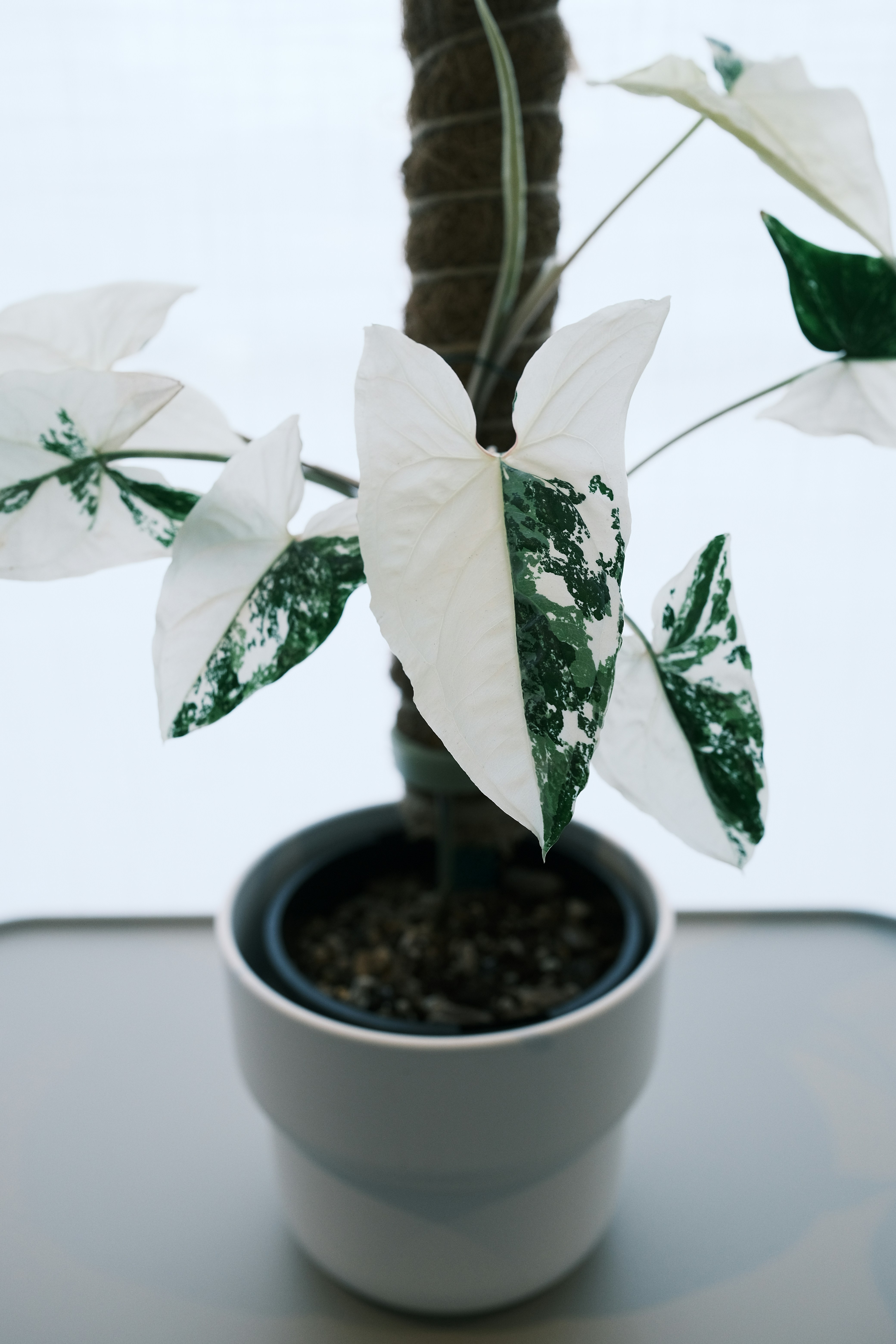 Variegated Ivory Leaves Frame a Singular Stem in a Minimal Desk Plant