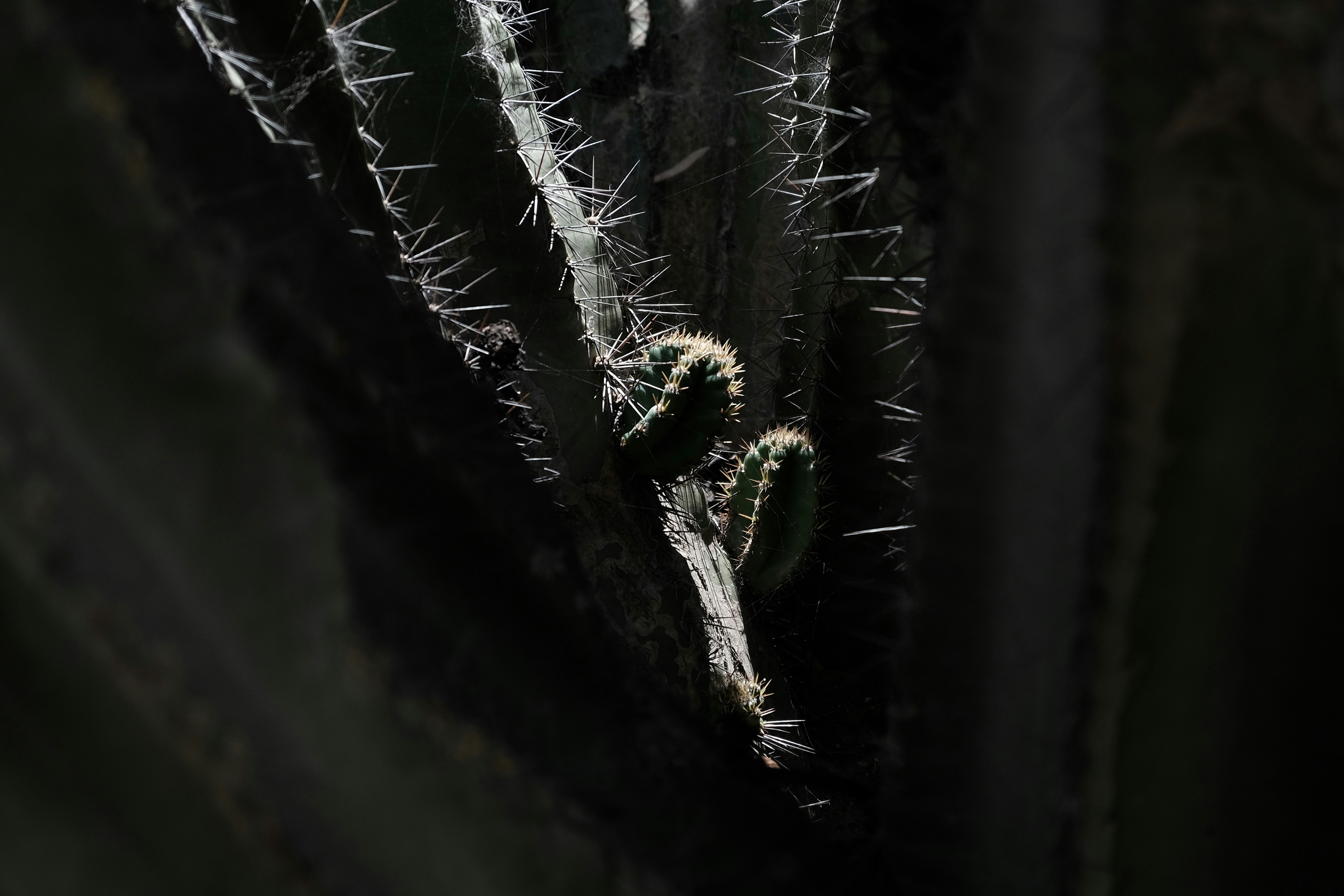 Close-up of a cactus with sharp spines in sunlight.