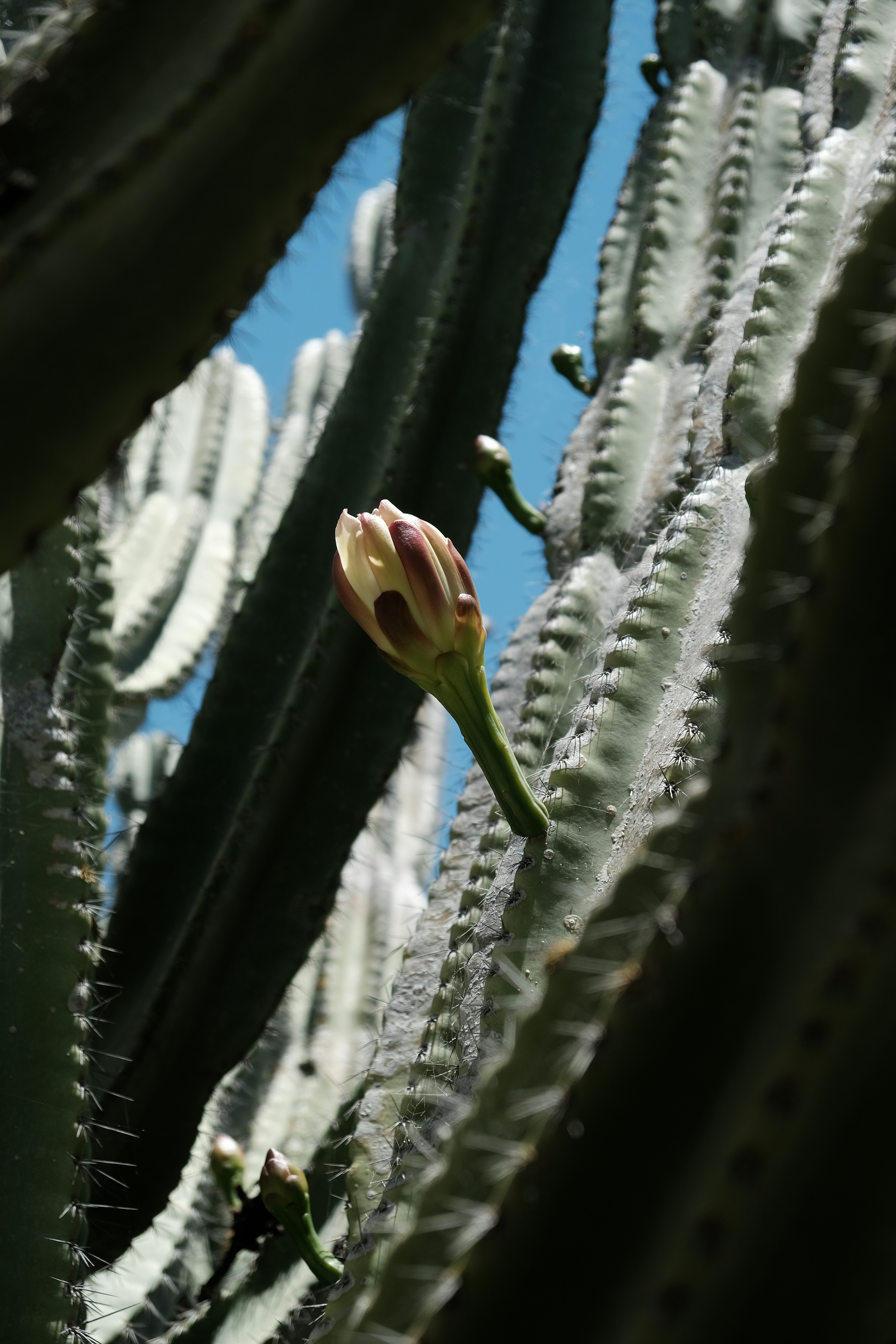 Emerging Bloom Amidst Thorny Giants