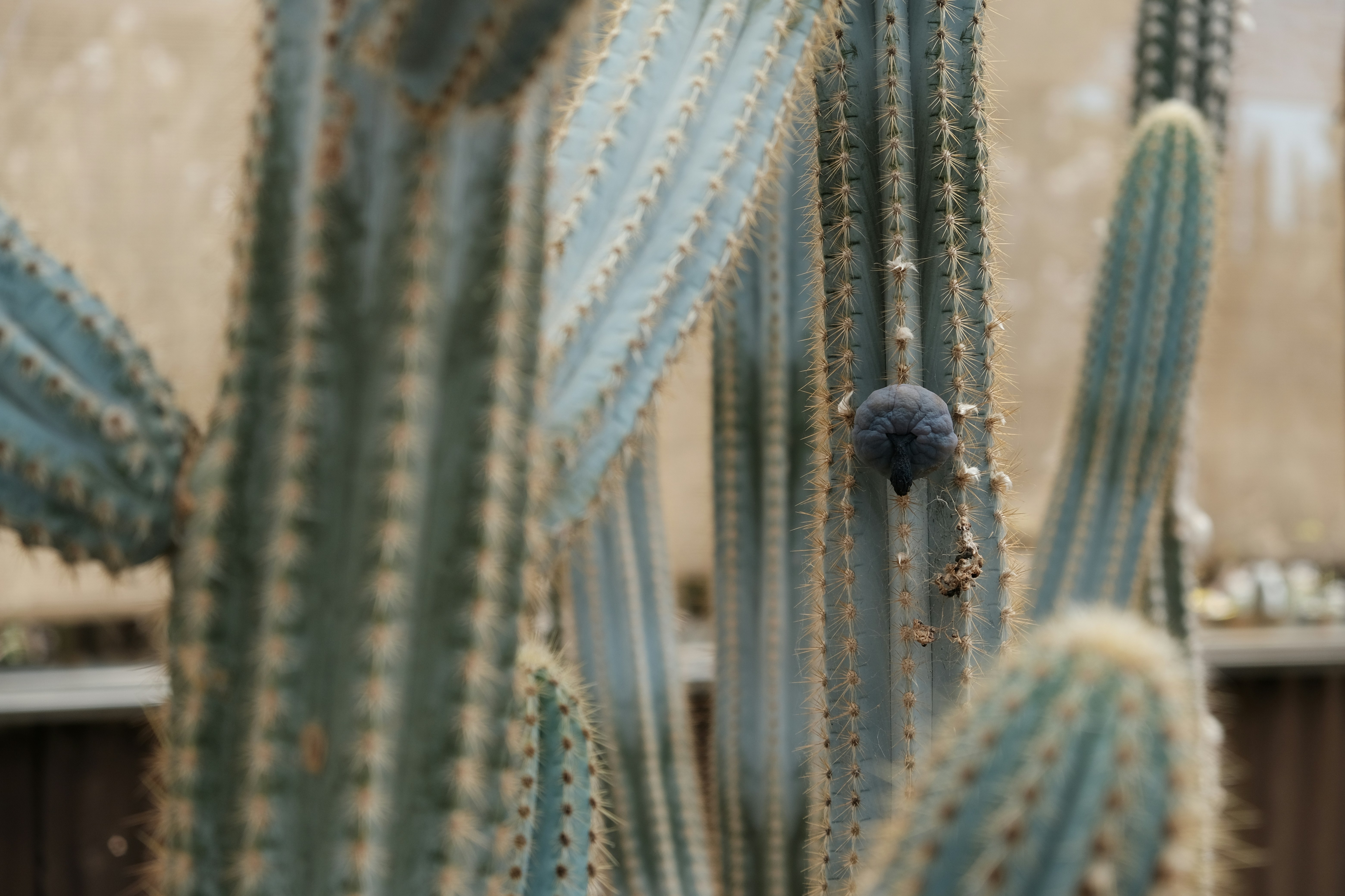 Desert Sentinels: A Closer Look at Cactus Spines and Texture