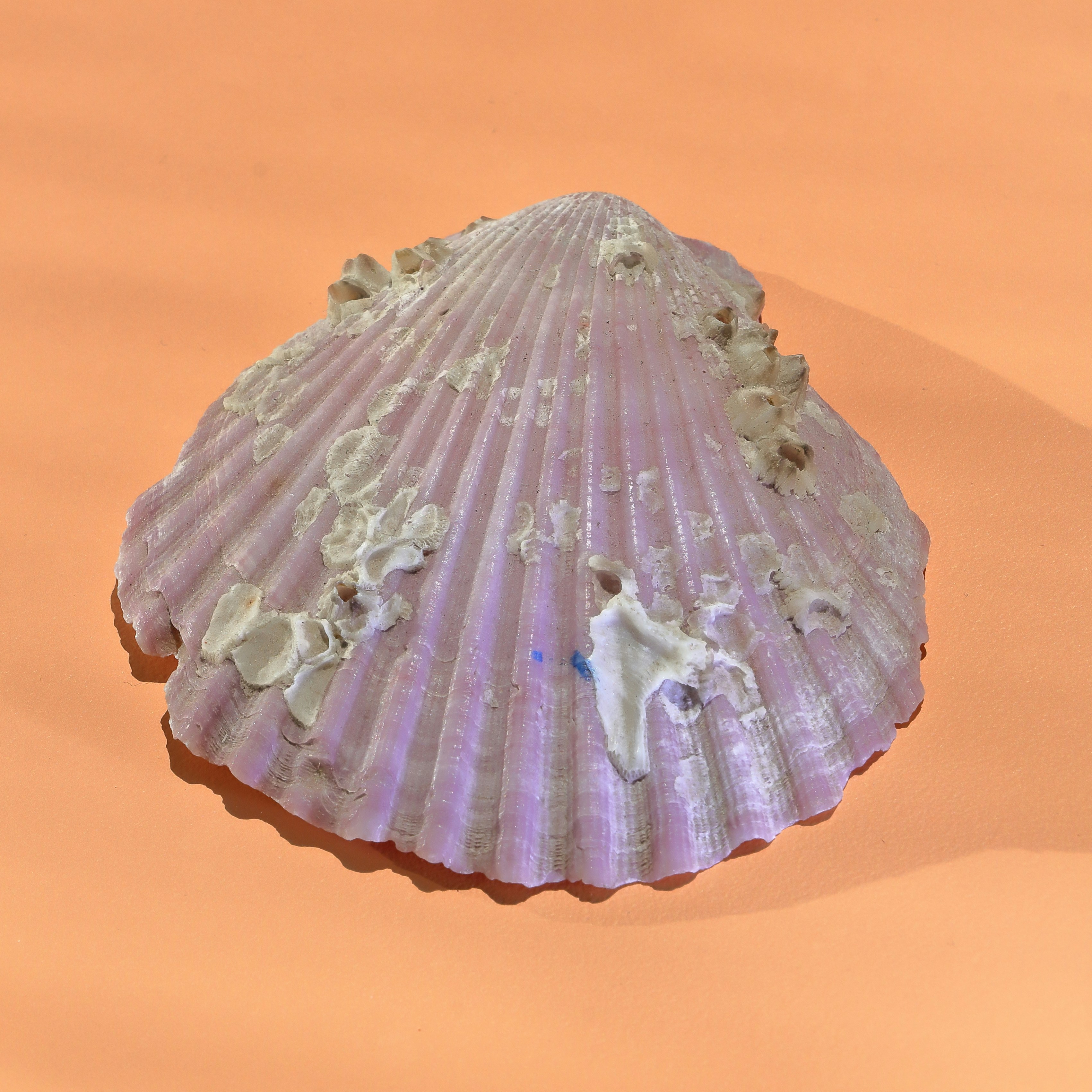 A purple scallop shell with barnacles on orange background