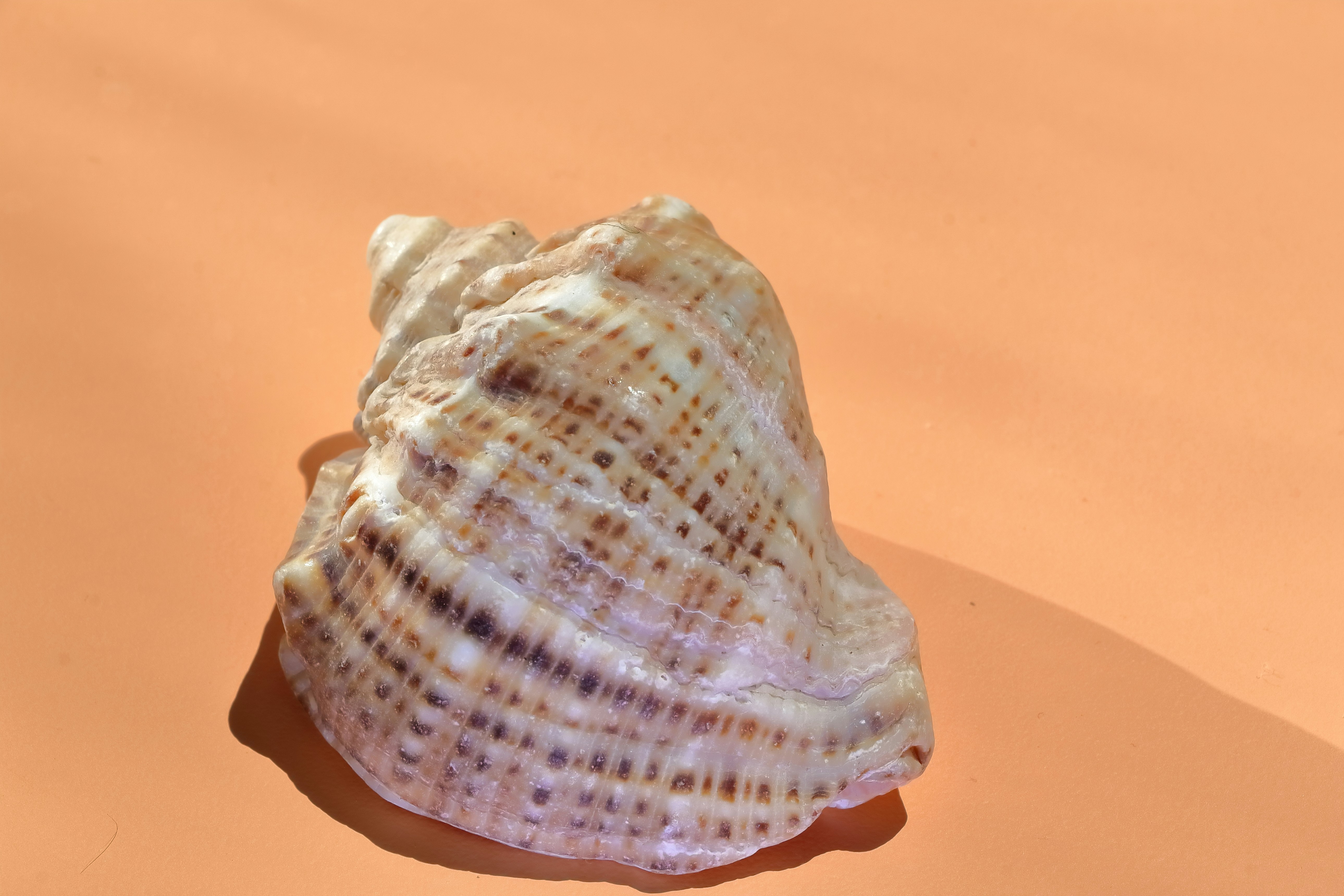 A detailed seashell rests on a peach-colored surface.
