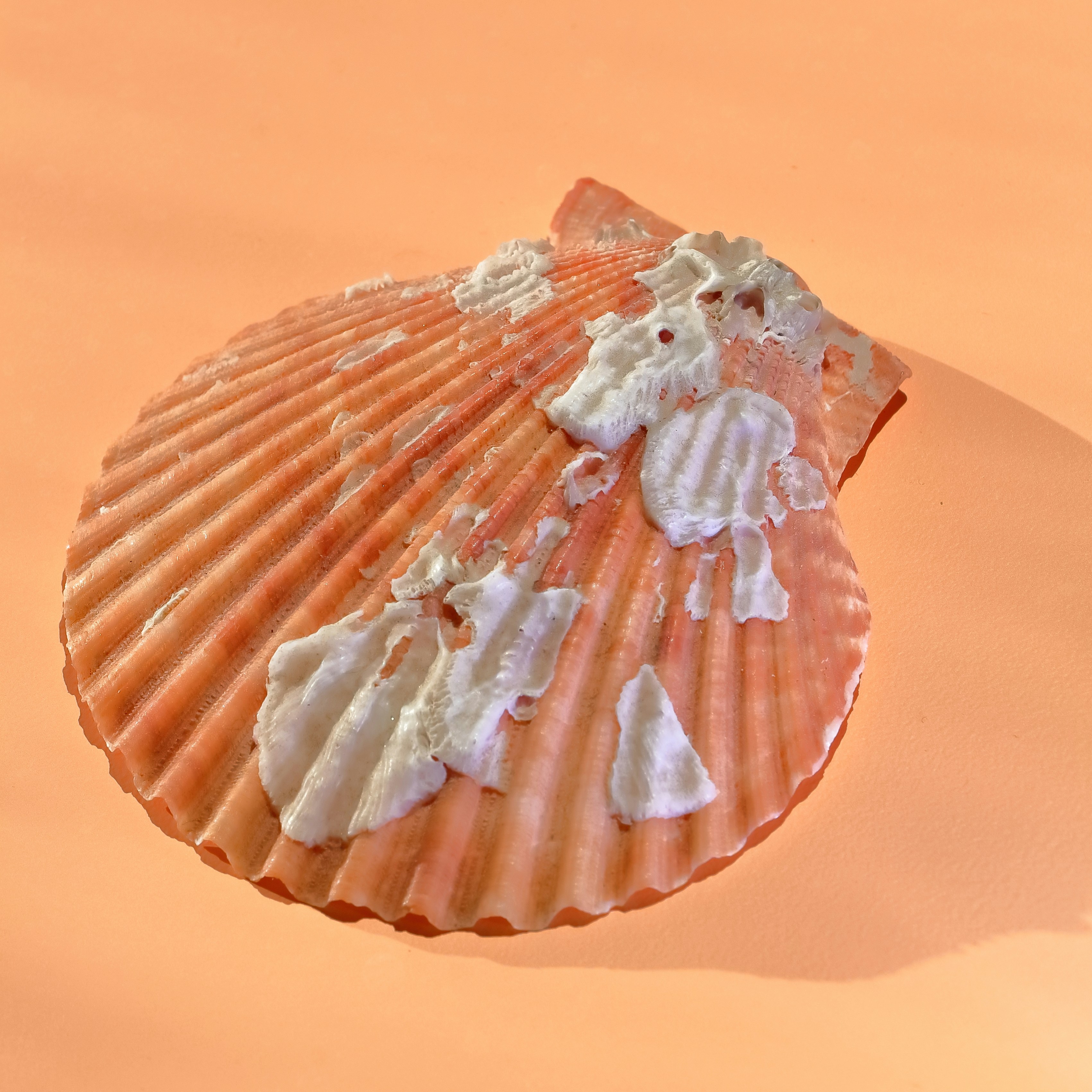 Orange scallop shell with white barnacles on top