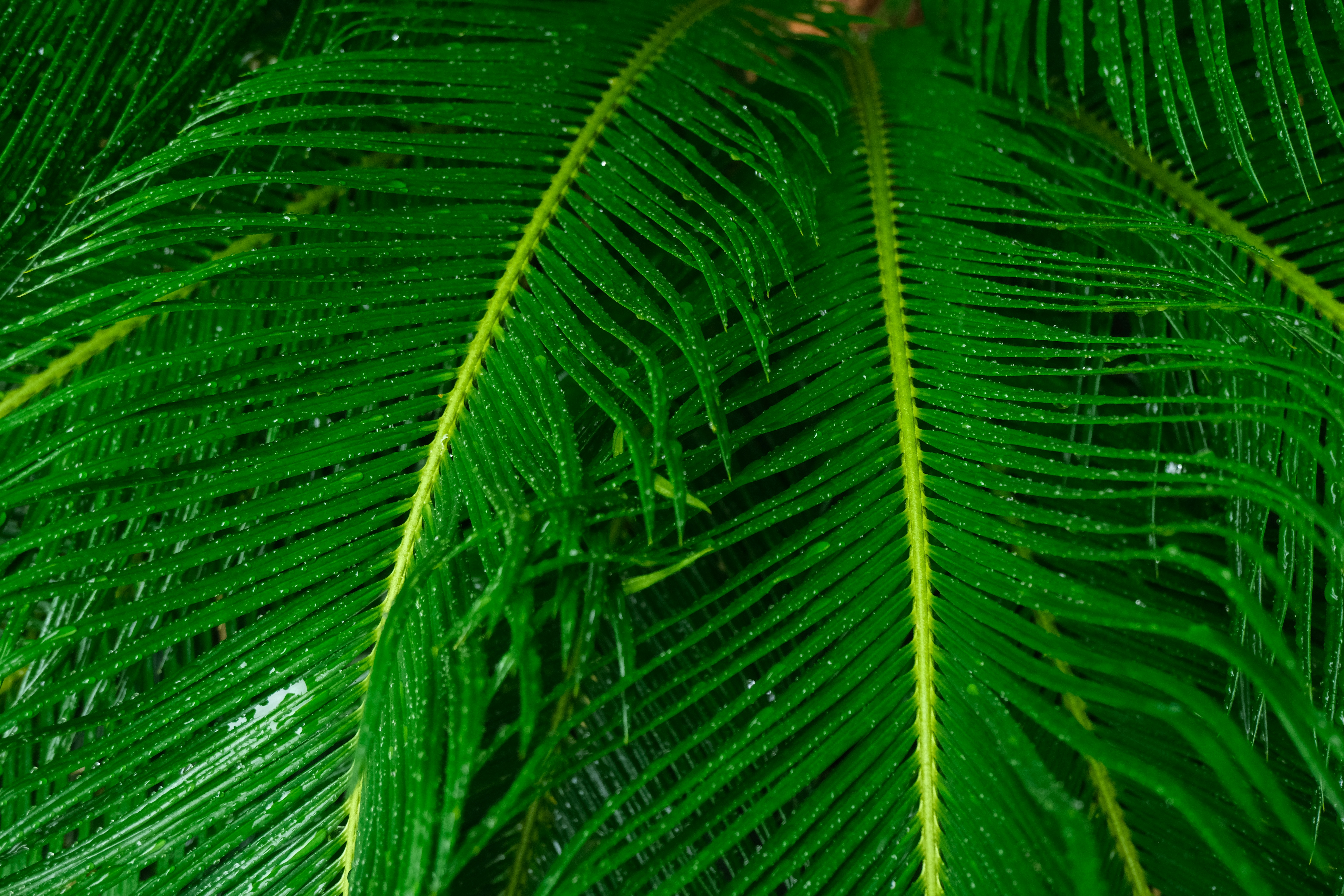 Close-up of wet green palm fronds after rain.