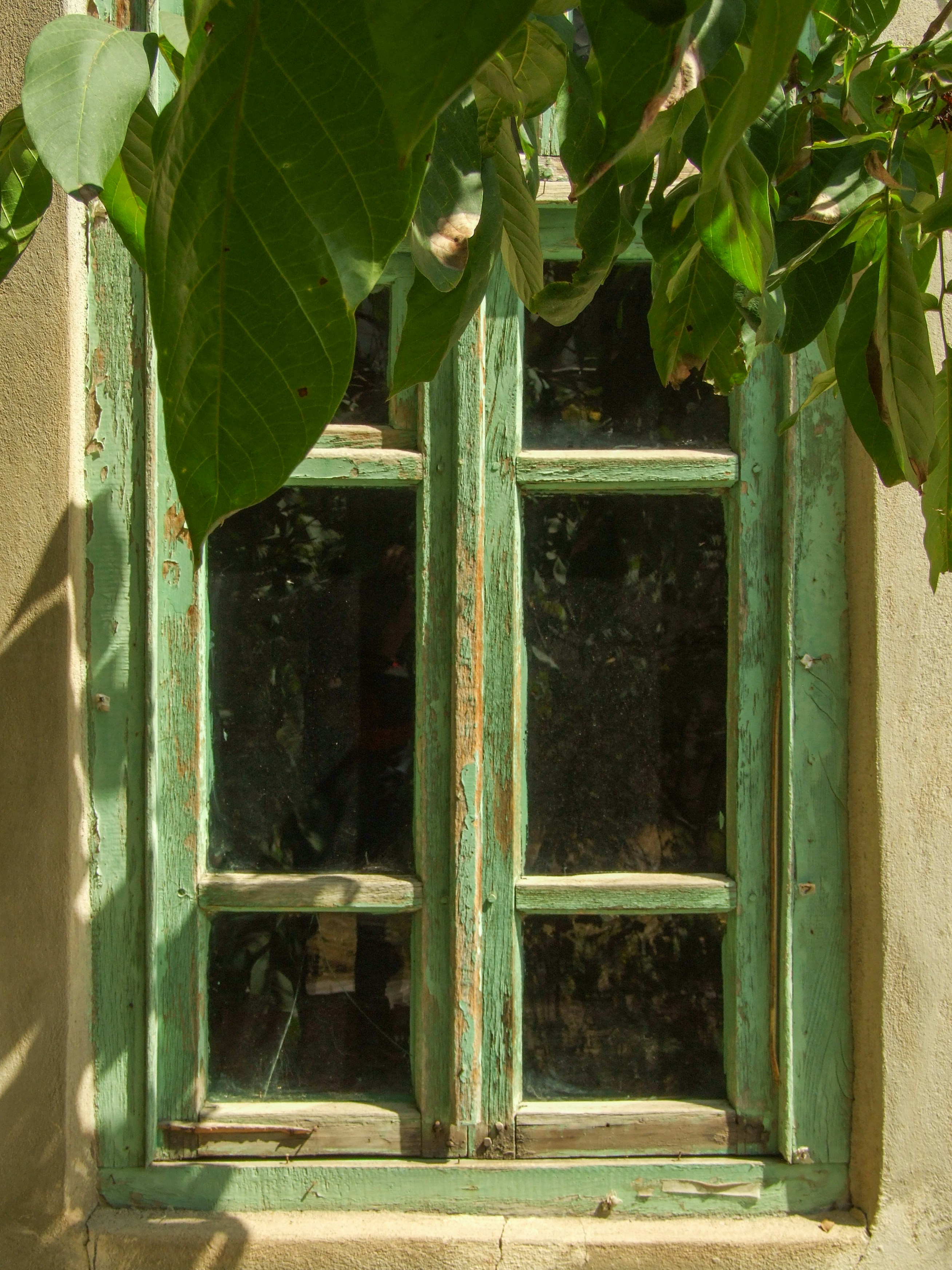Old green window with leaves overhead