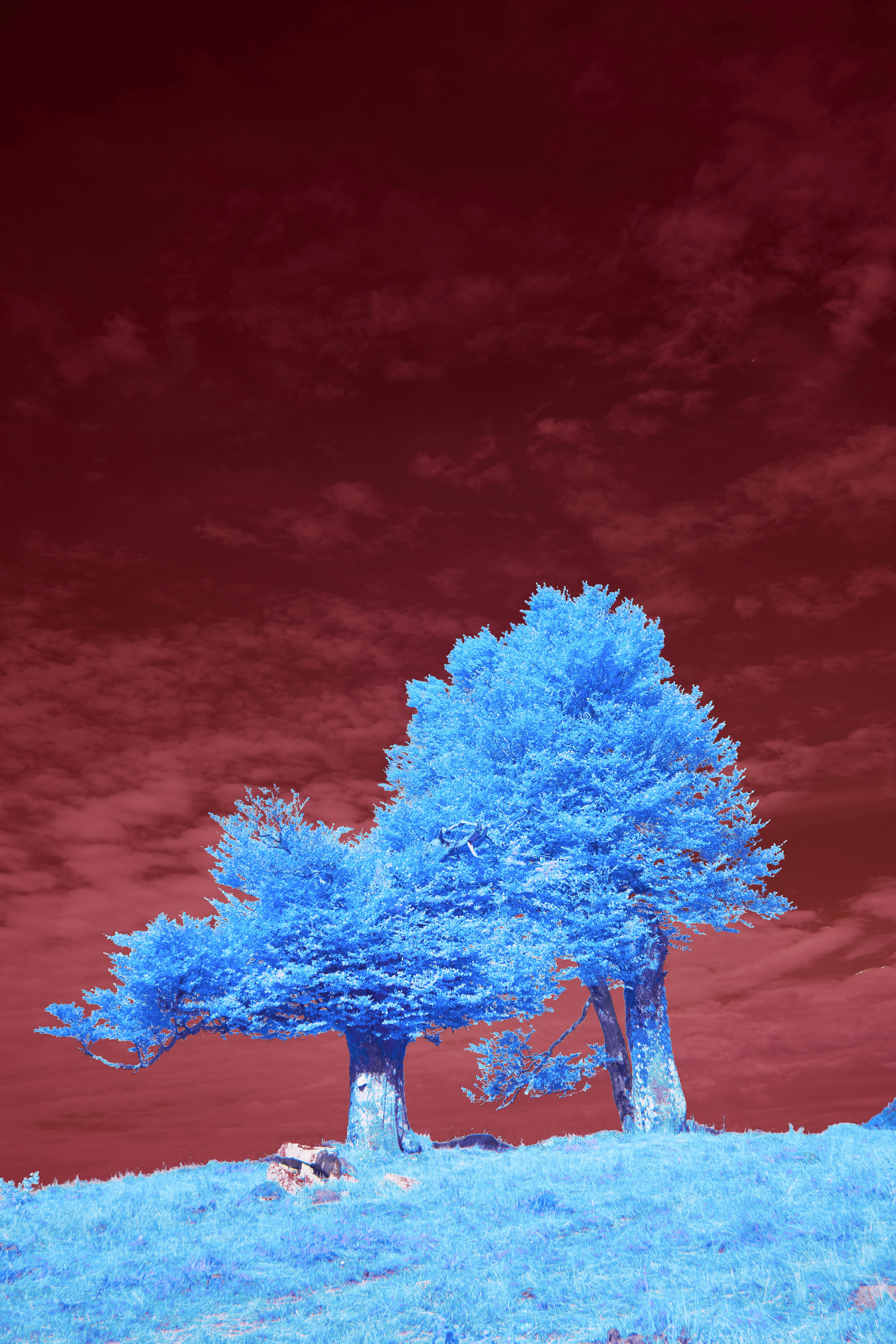 Surreal Arboreal Duo Under a Crimson Sky