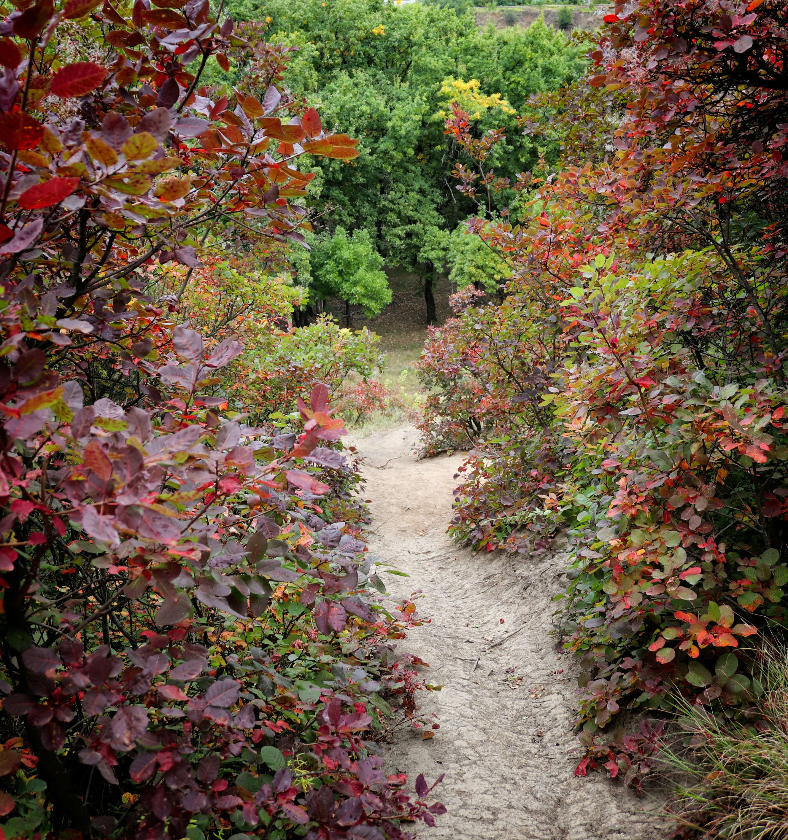 A dirt path winds through autumn foliage.