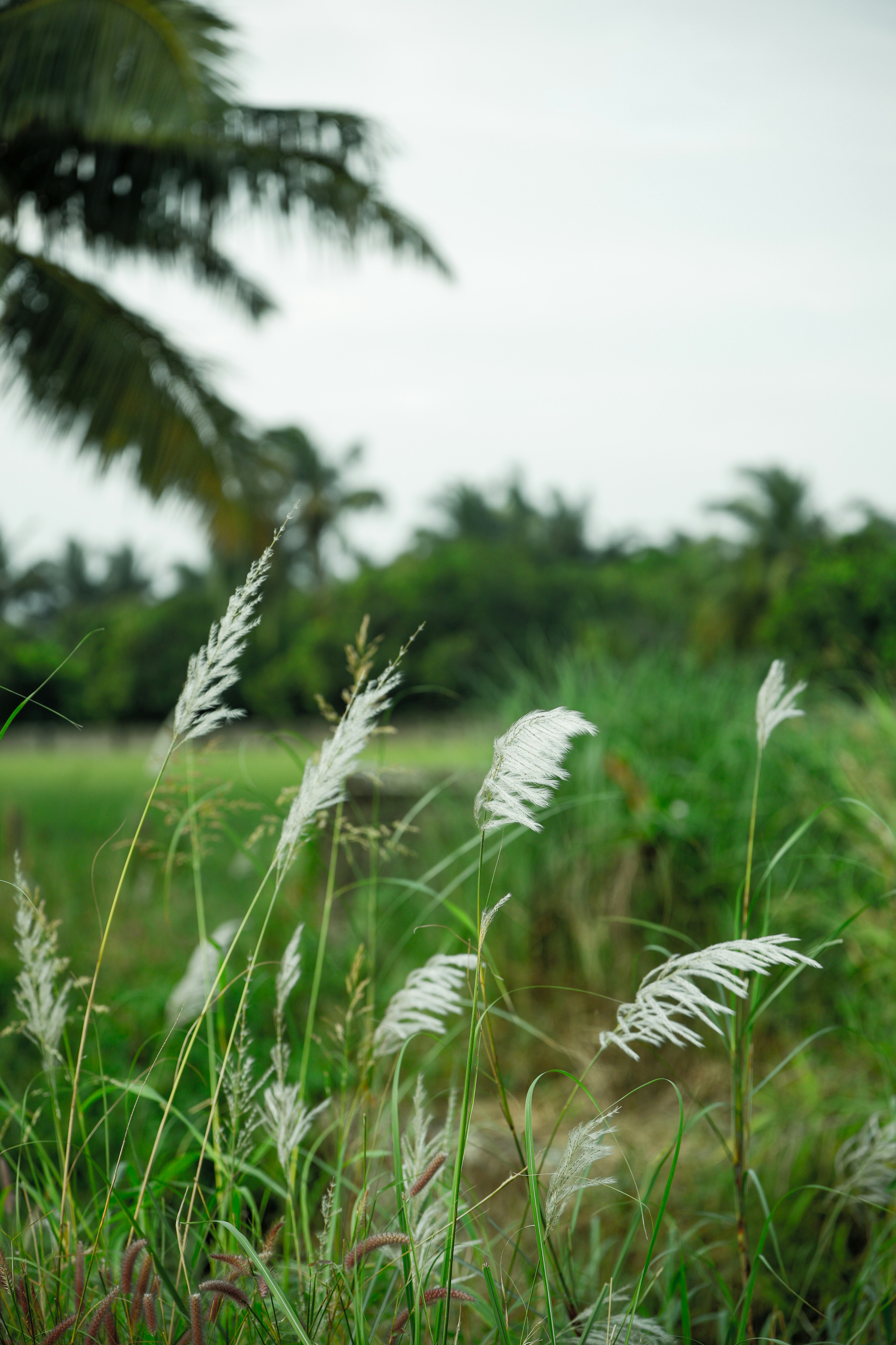 Whispers of the Wind: A Dance of Grasses