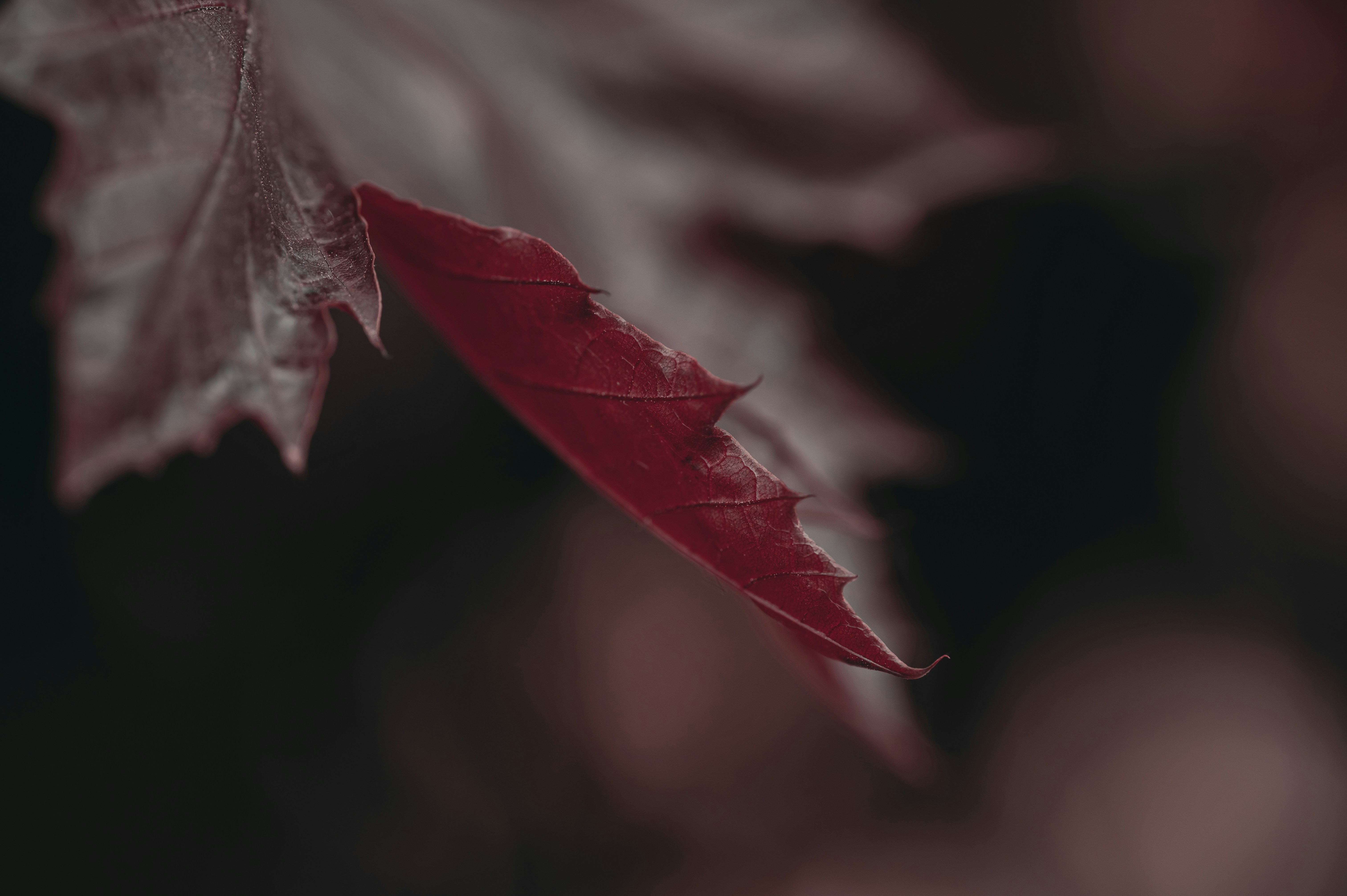 Close-up of a red leaf with dark background