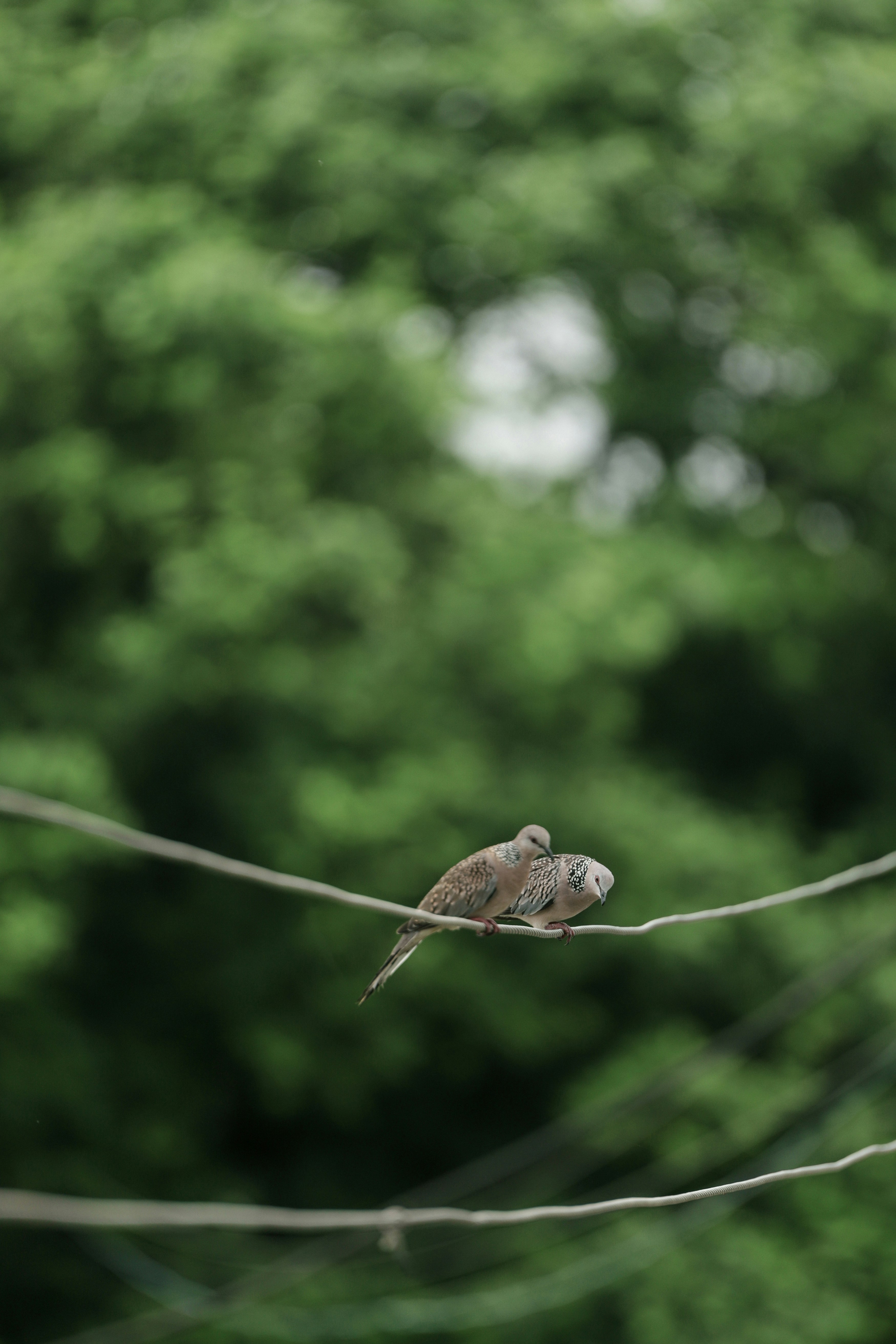 Harmony on a Wire: A Moment of Avian Connection