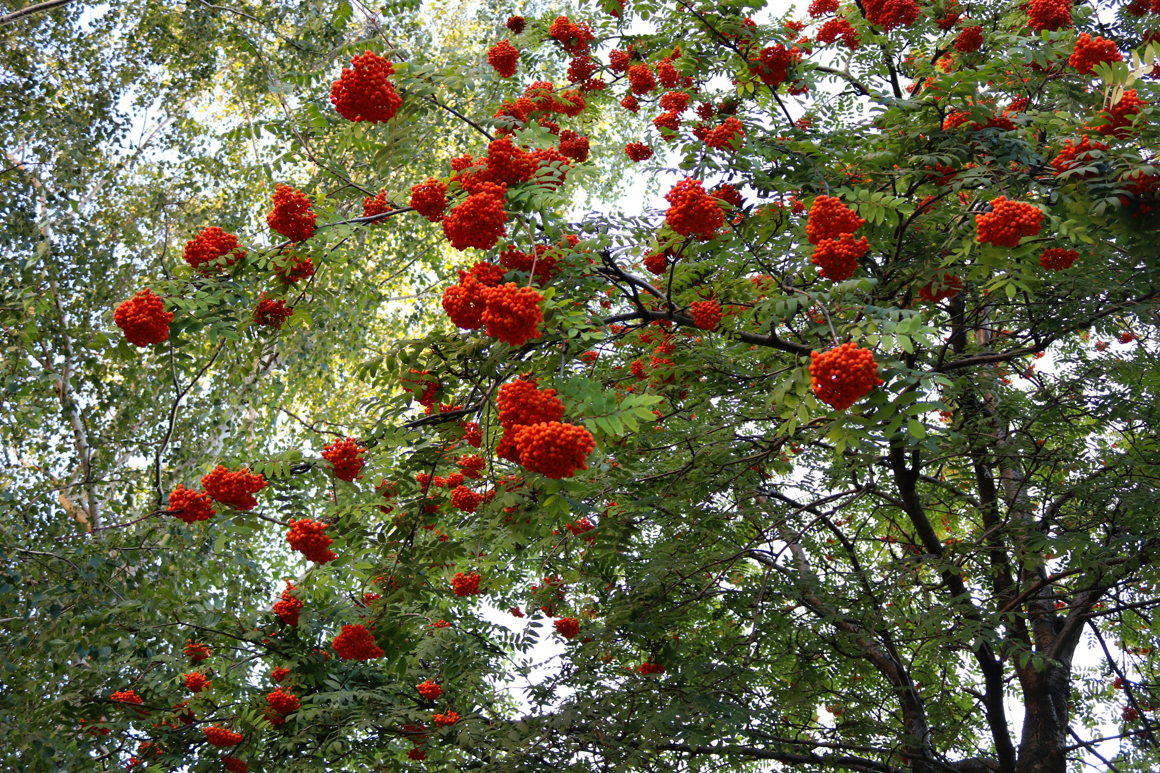 Crimson Clusters: Nature's Vibrant Palette