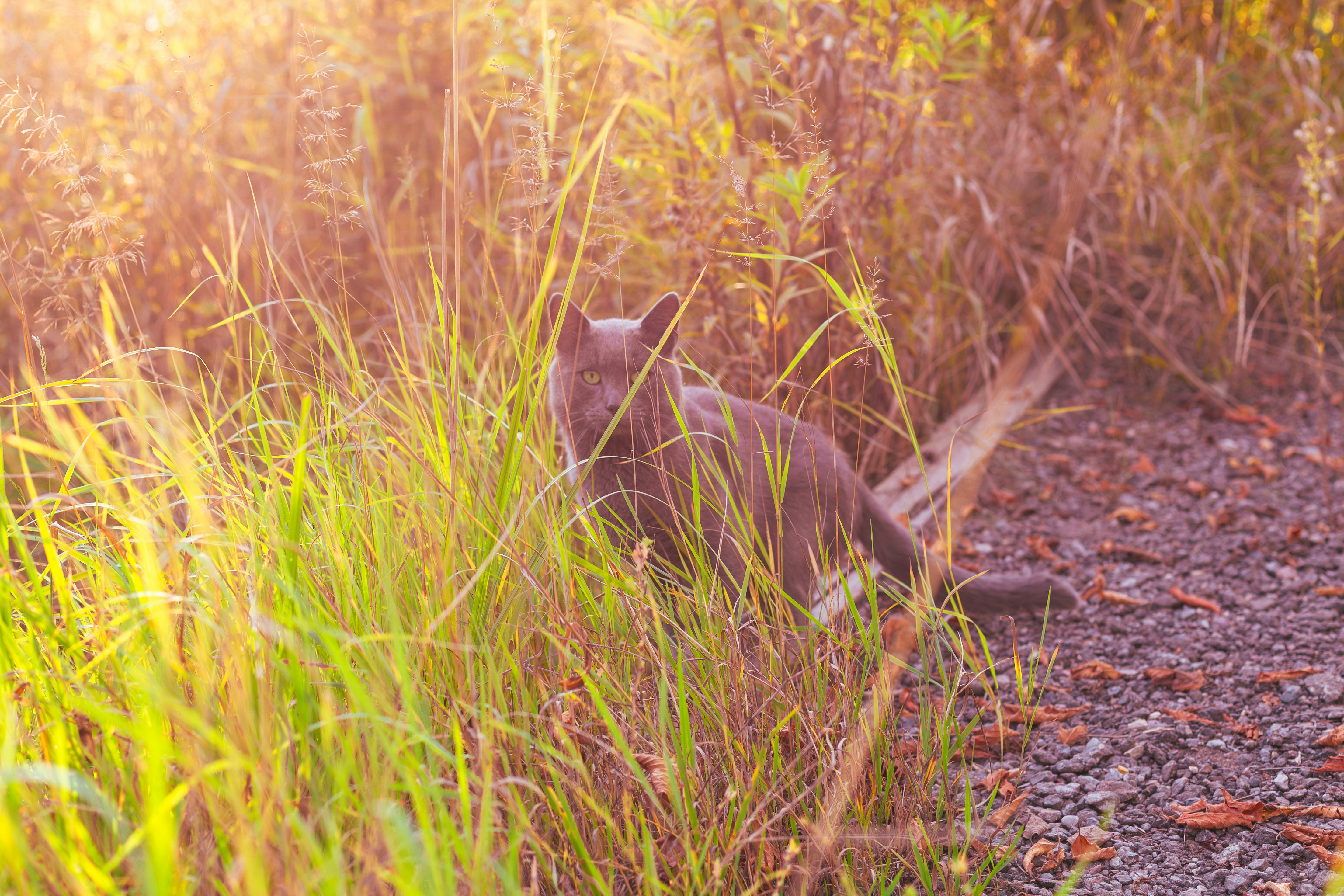A gray cat peeks through tall grass along a gravel path, bathed in warm, golden light. The scene evokes a sense of tranquility and connection to nature.
