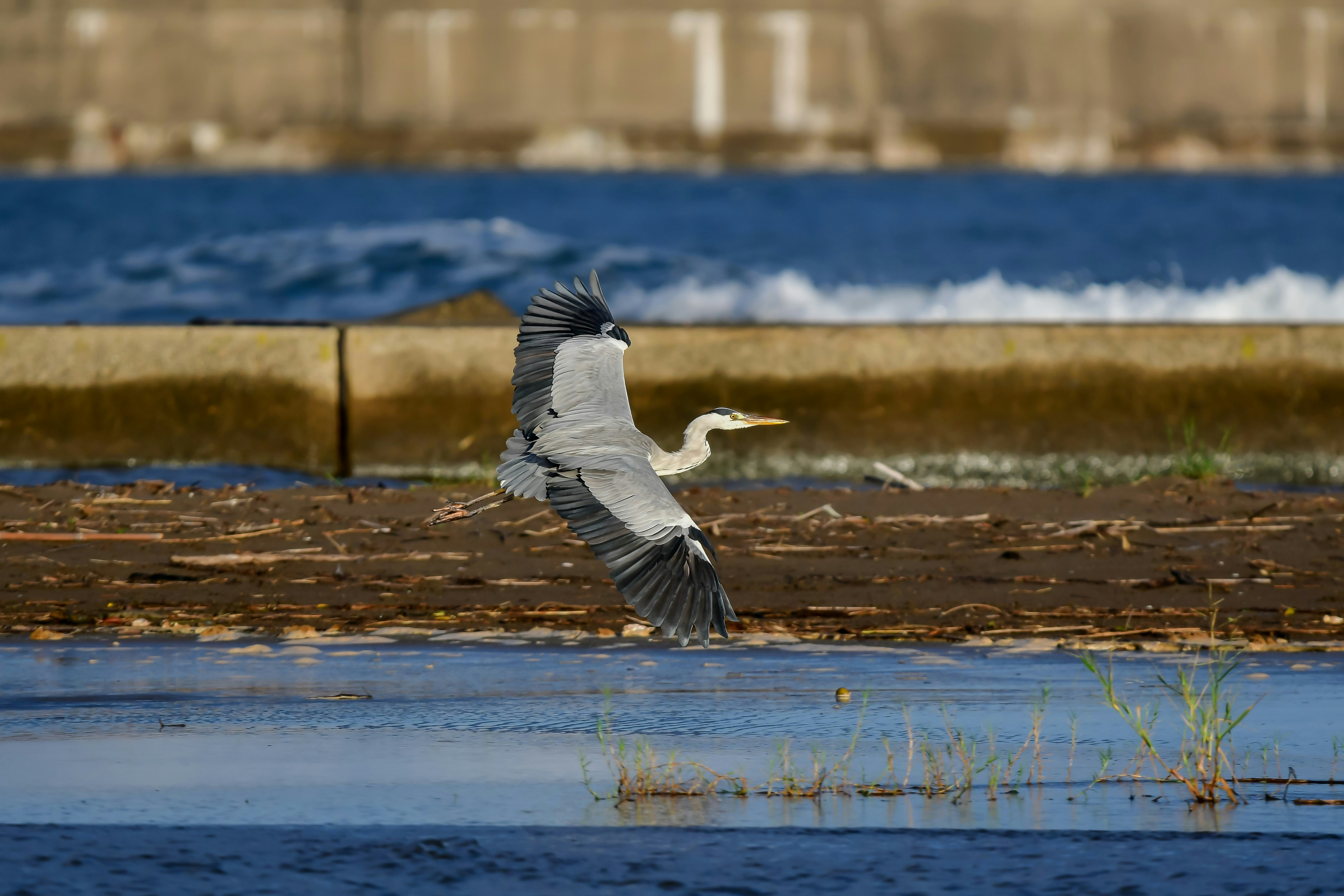 Graceful Flight of the Heron