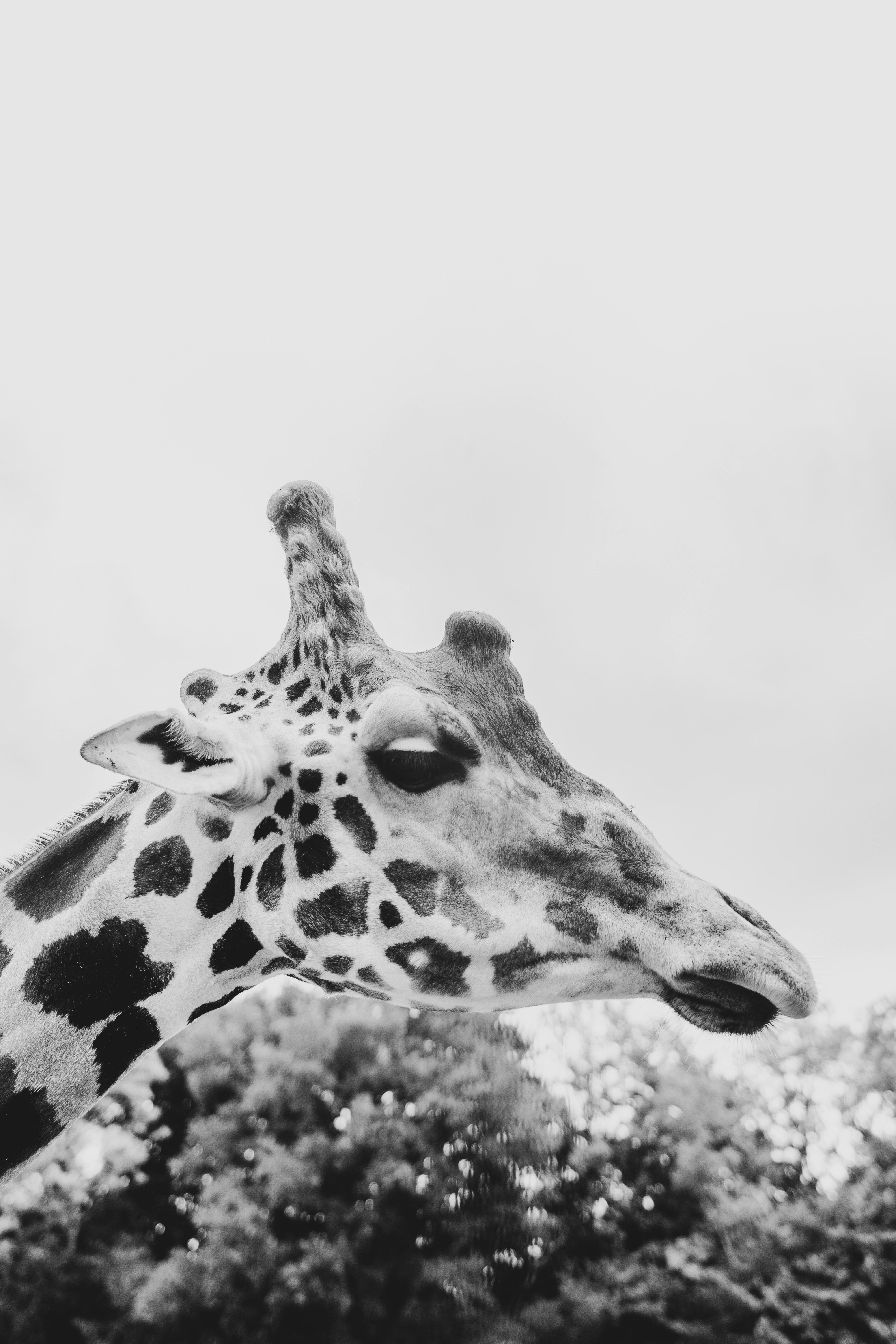 Elegance in Monochrome: The Giraffe's Gaze