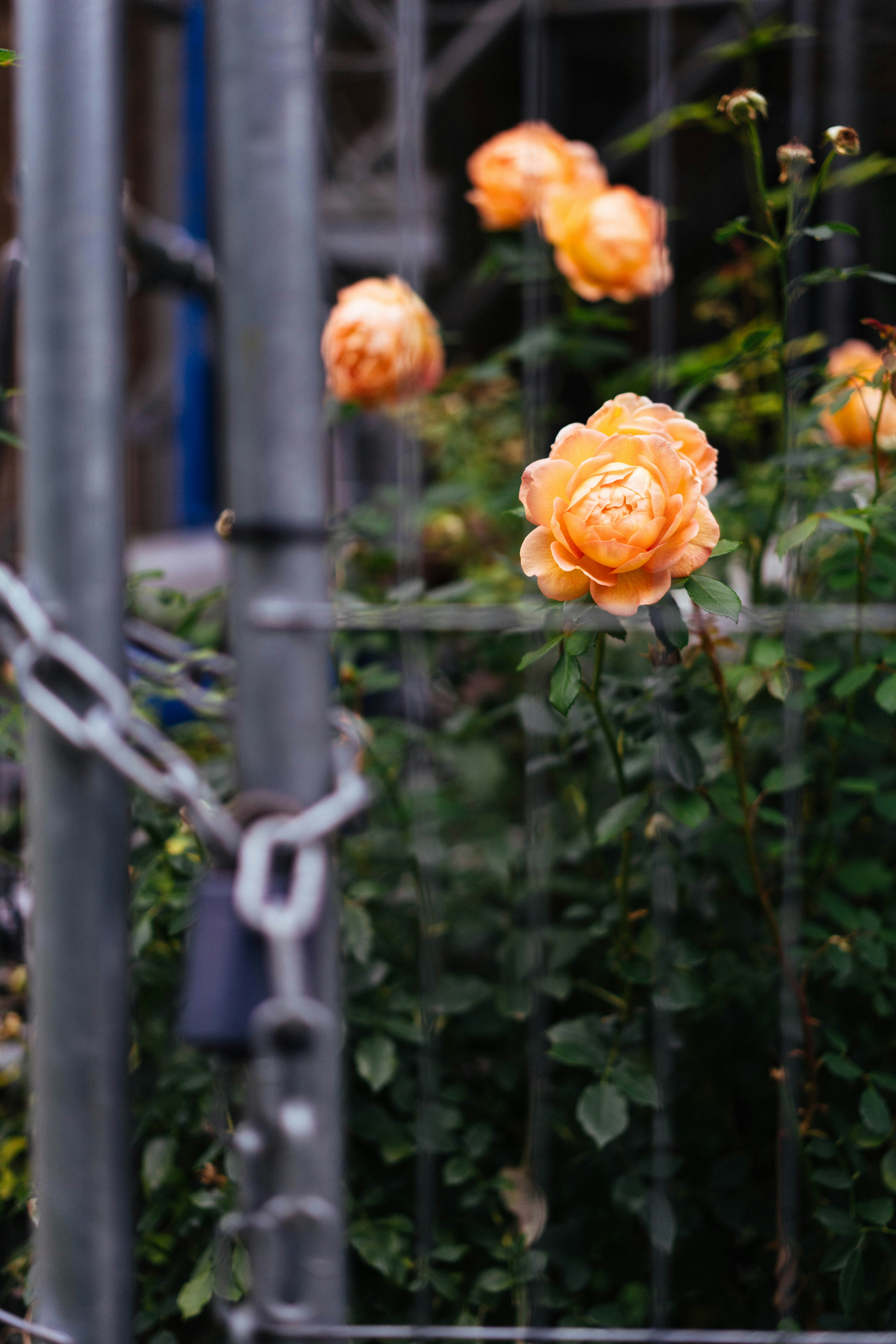 Bloom Behind the Mesh: An Orange Rose Framed by Steel