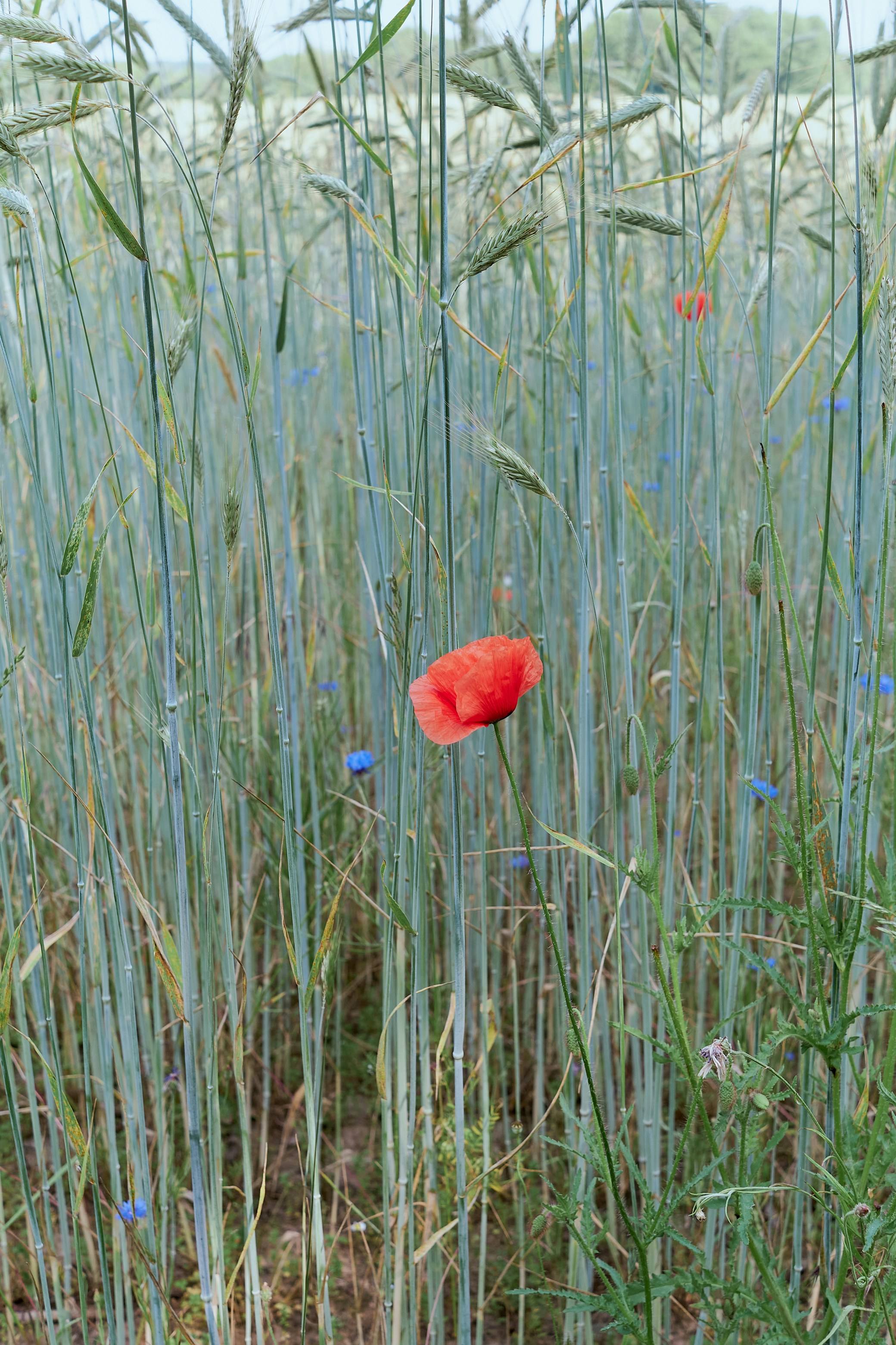 Red poppy blooming in a field of tall grass.