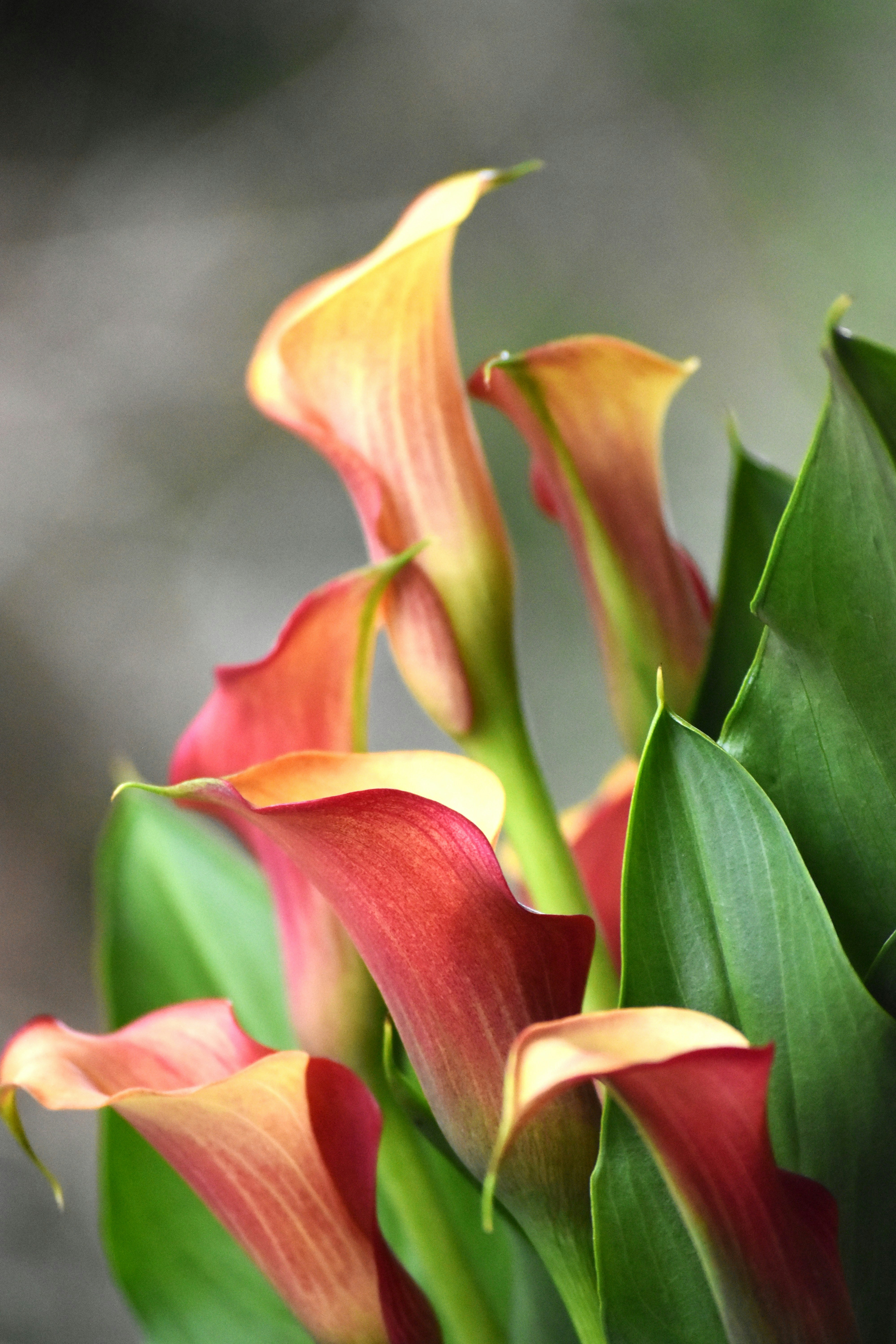 Whispers of Nature: The Elegance of Calla Lilies