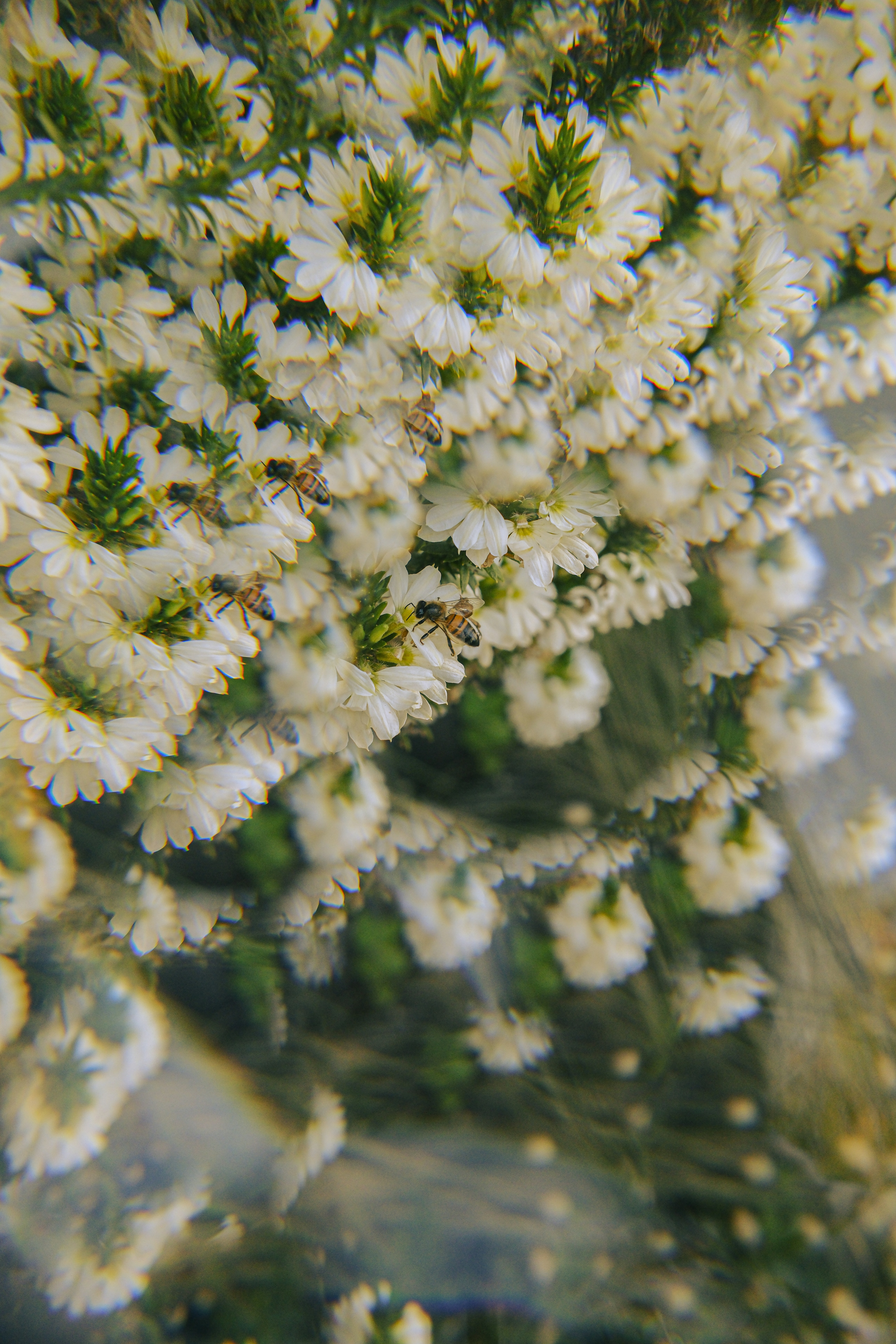 Harmony in Nature: A Buzzing Bloom
