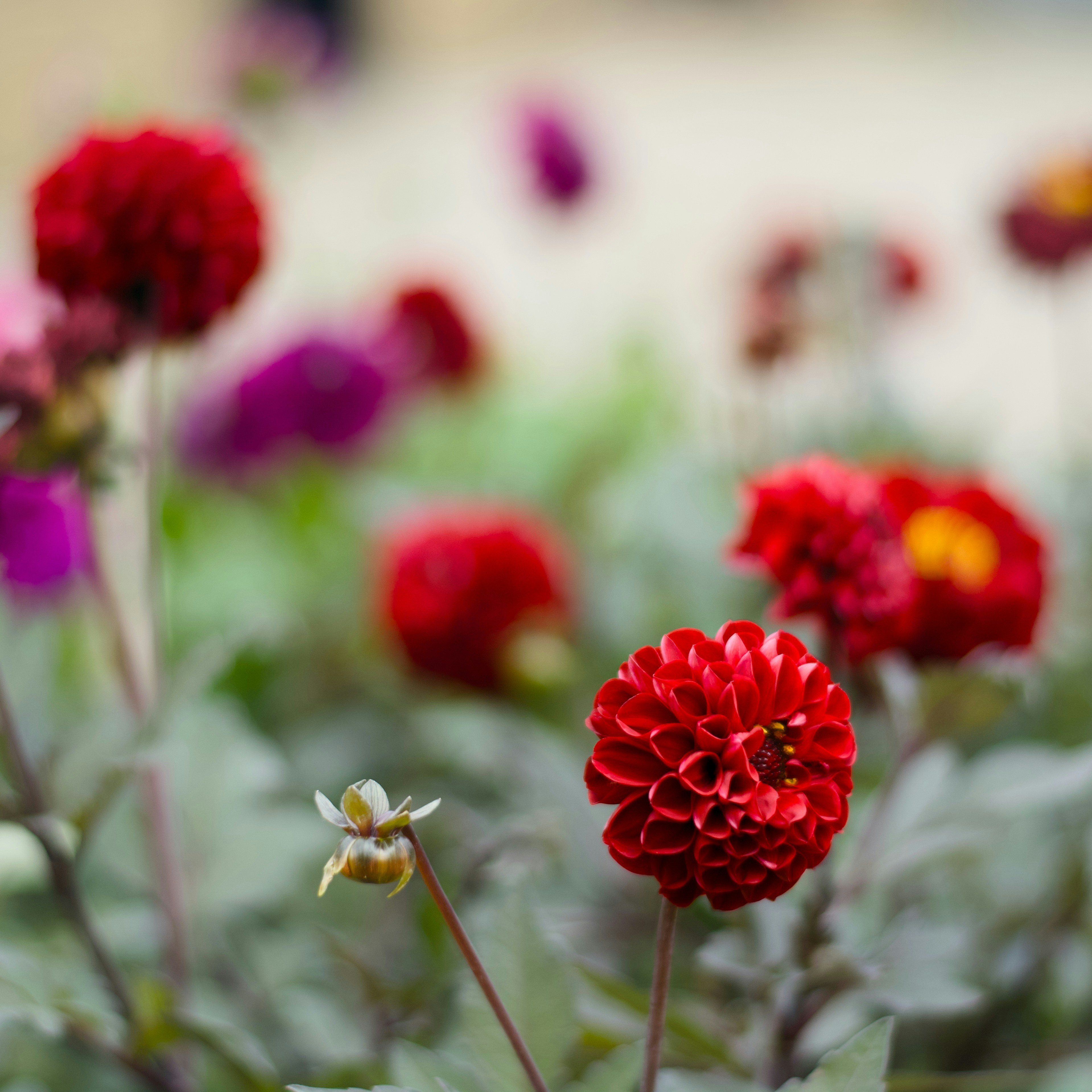 A cluster of vividly colored dahlias showcases their intricate petals against a blurred garden backdrop. The scene captures the essence of seasonal blooms.