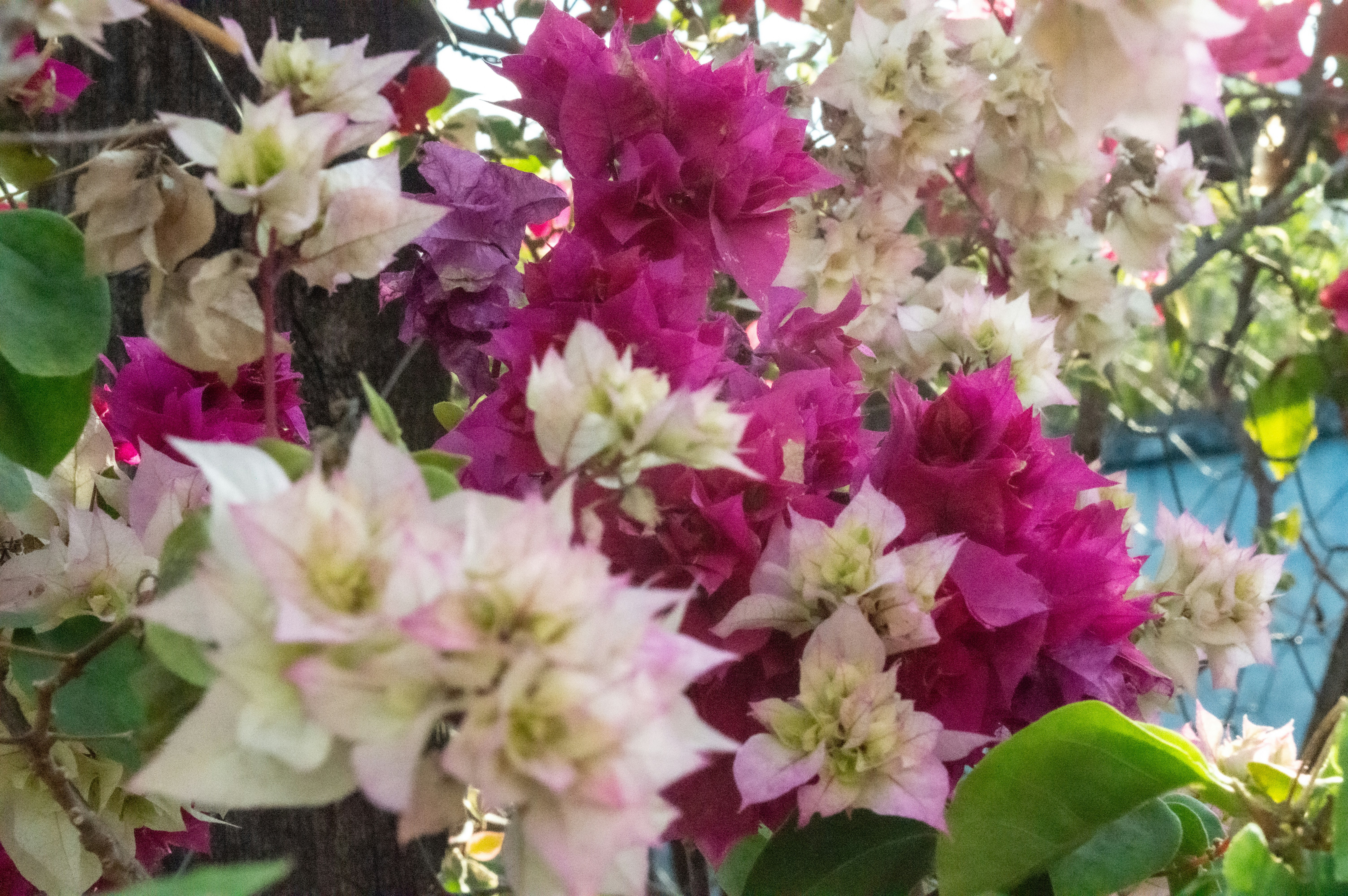 Bougainvillea Symphony: Nature's Palette