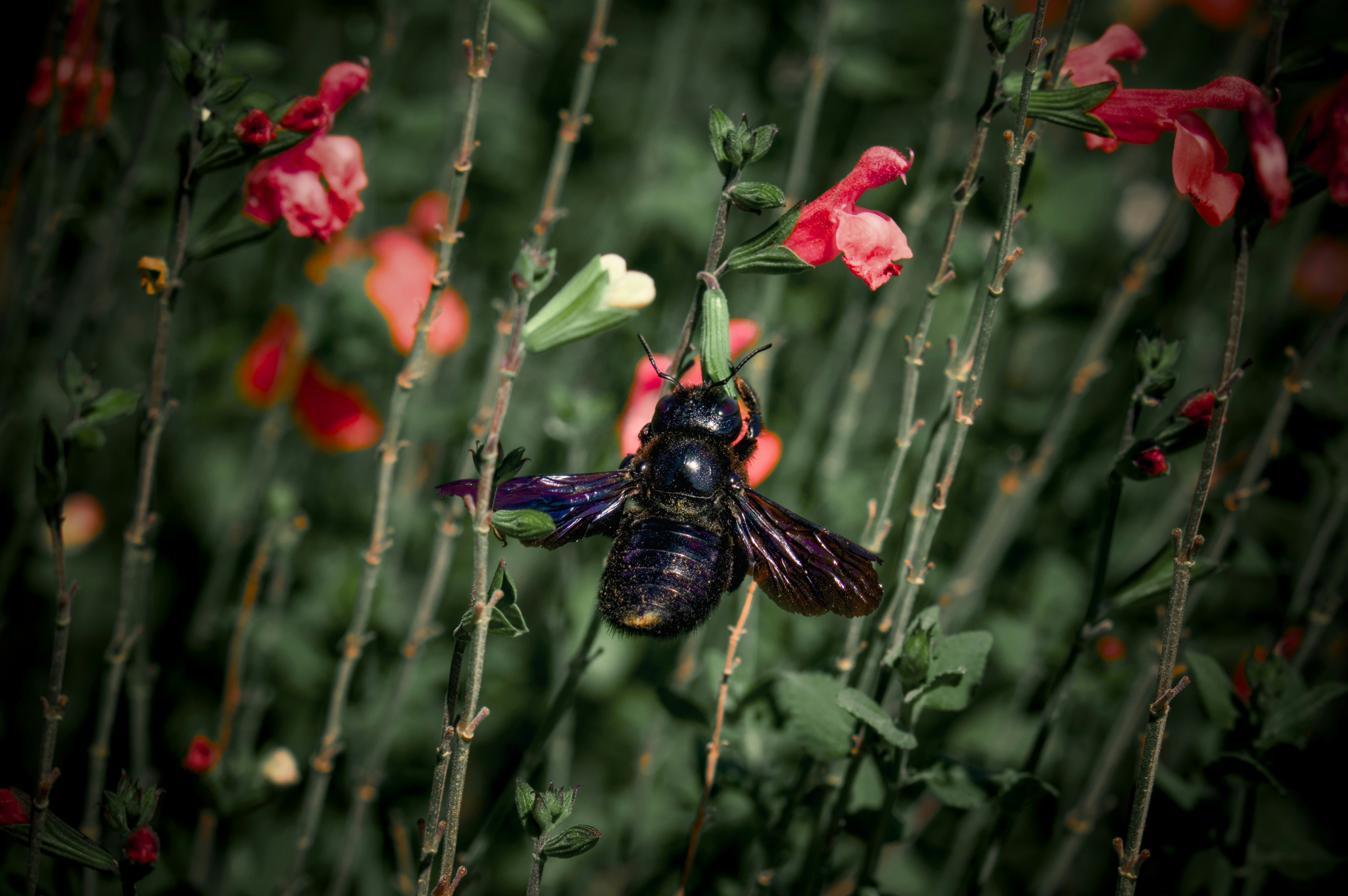 Midair Moment: Dark Bee Amid Scarlet Blooms