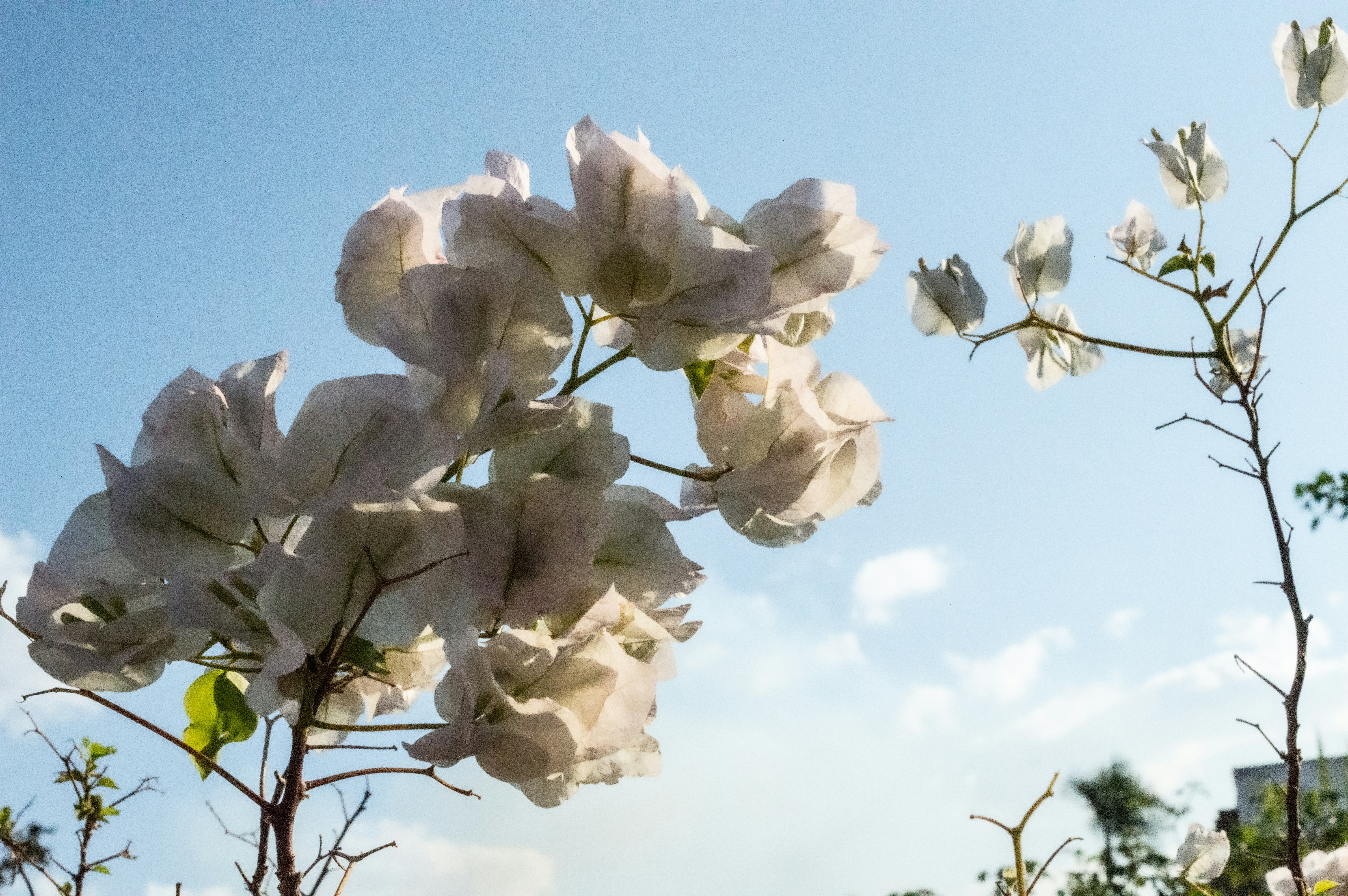 White bougainvillea flowers against a bright blue sky.