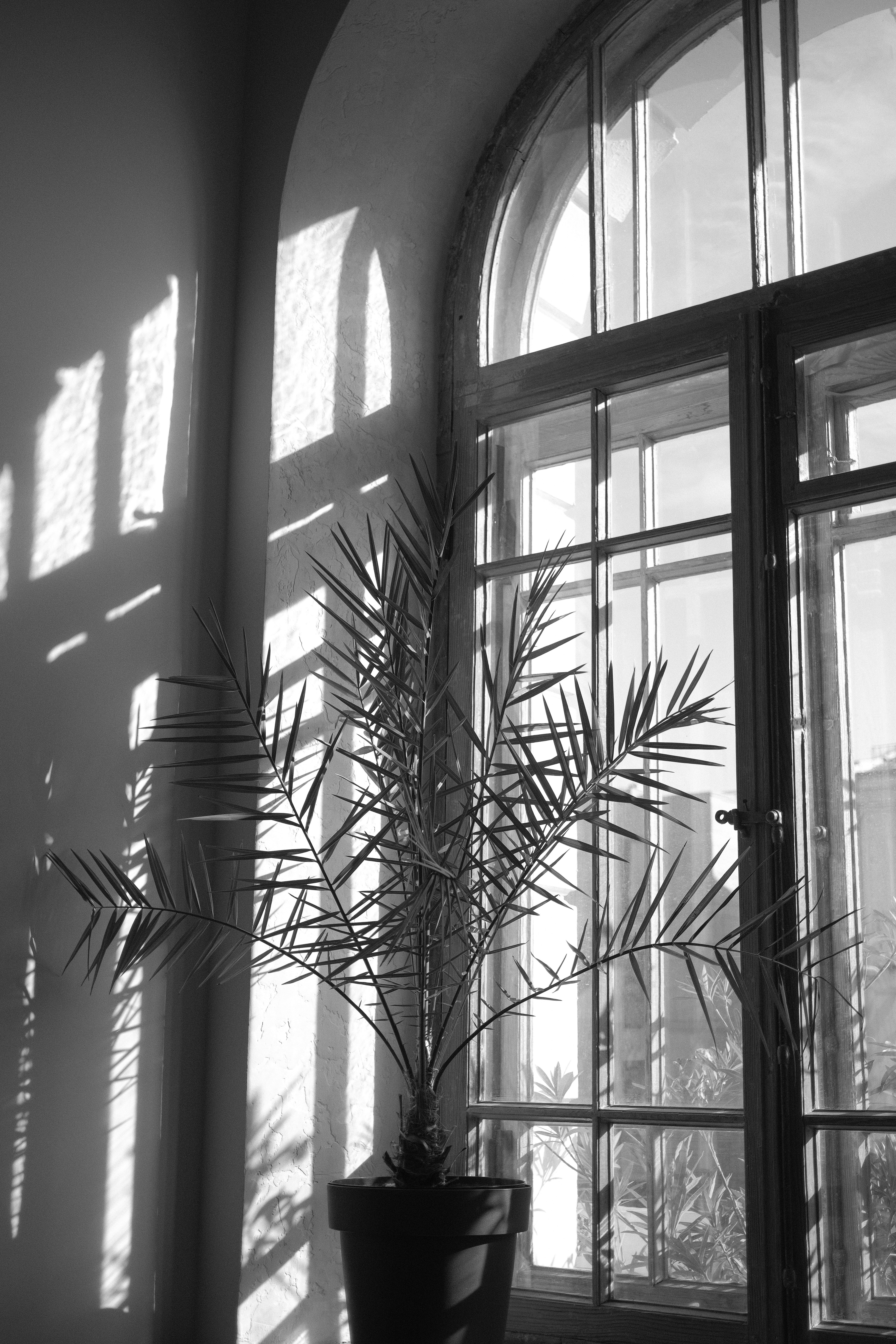 Shadows of Serenity: A Botanical Silhouette
