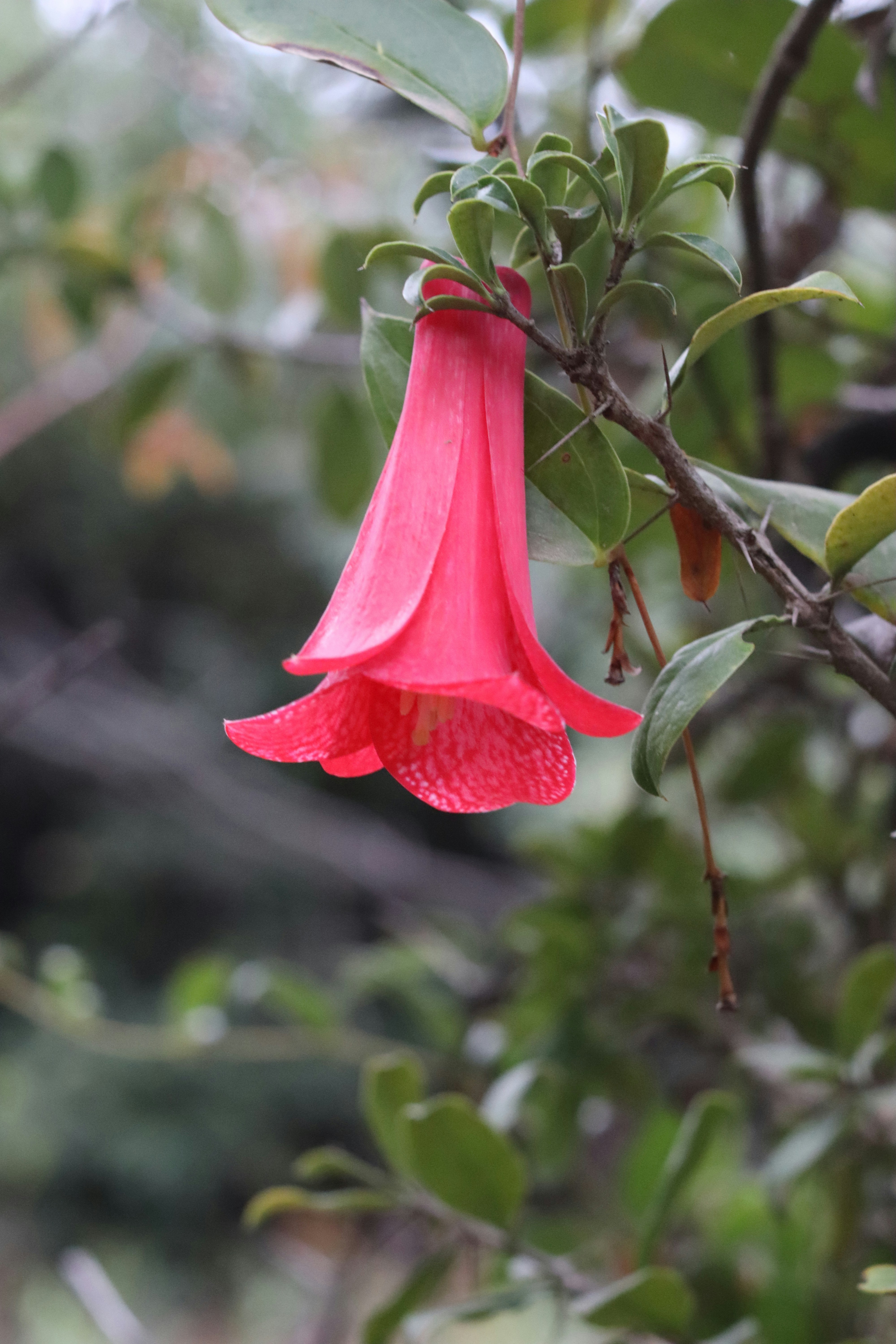 Flushed Coral Bell Blushing Under Soft Garden Light