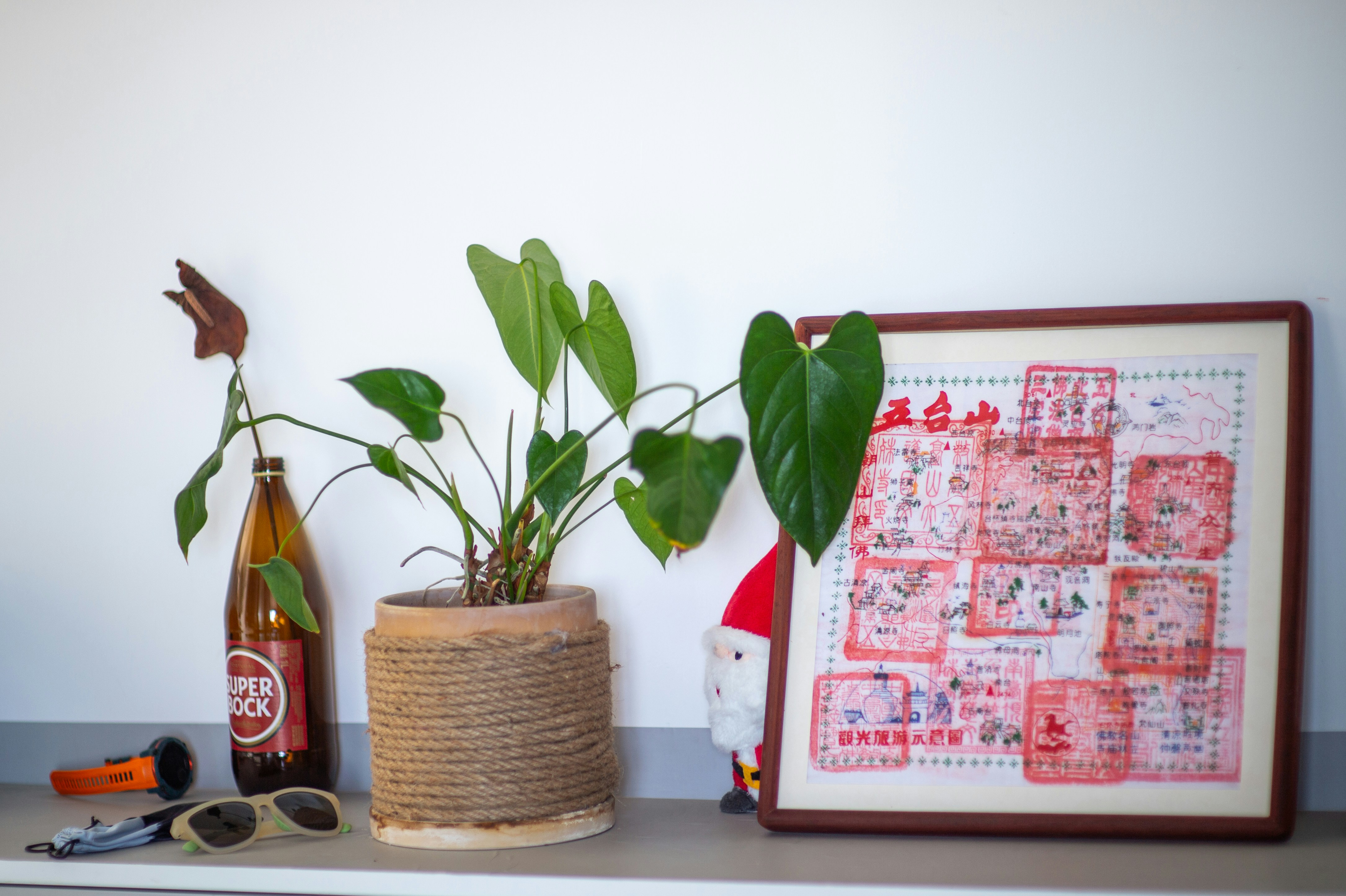 Verdant Anchor on a Quiet Shelf