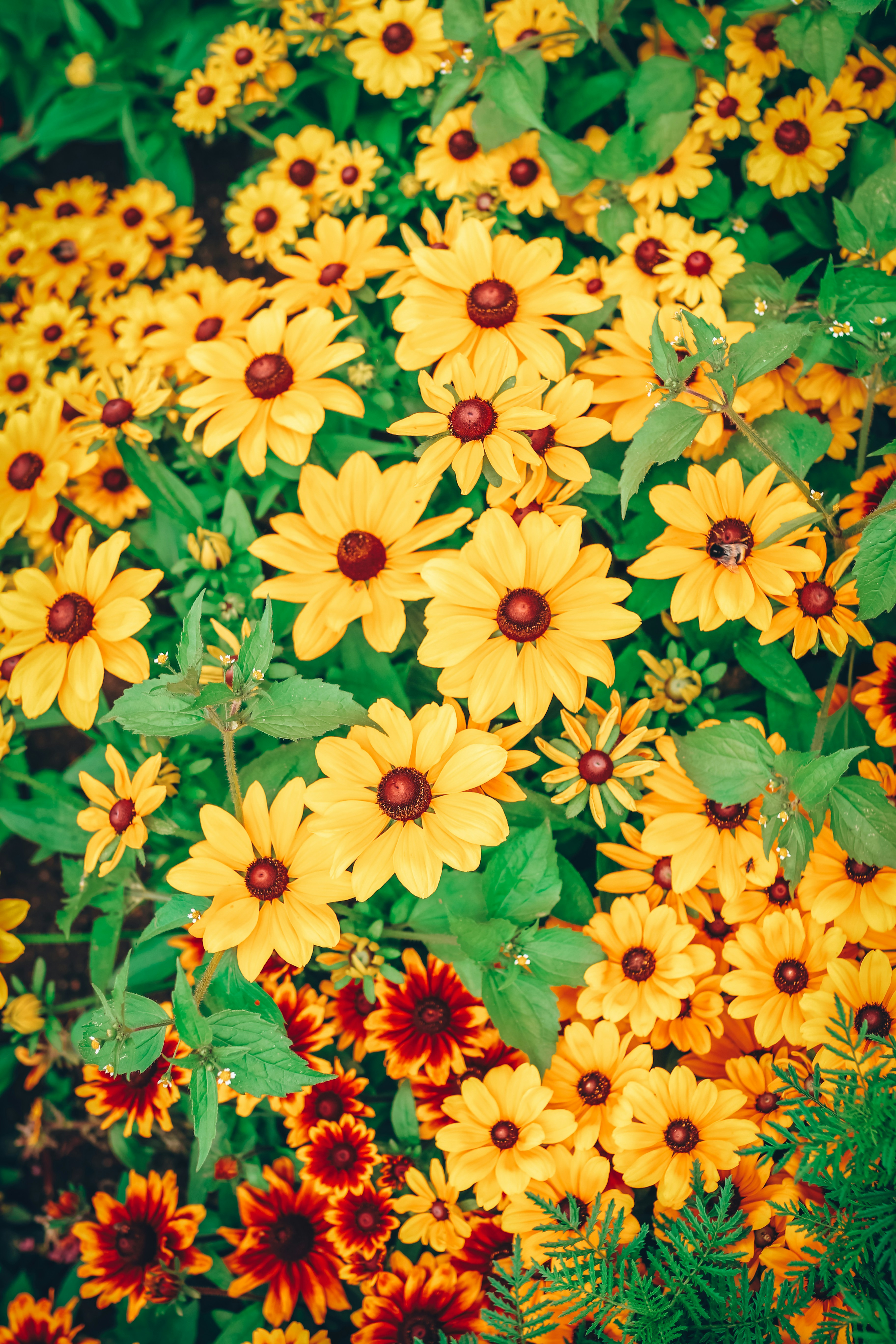 Golden Blooms in Harmony