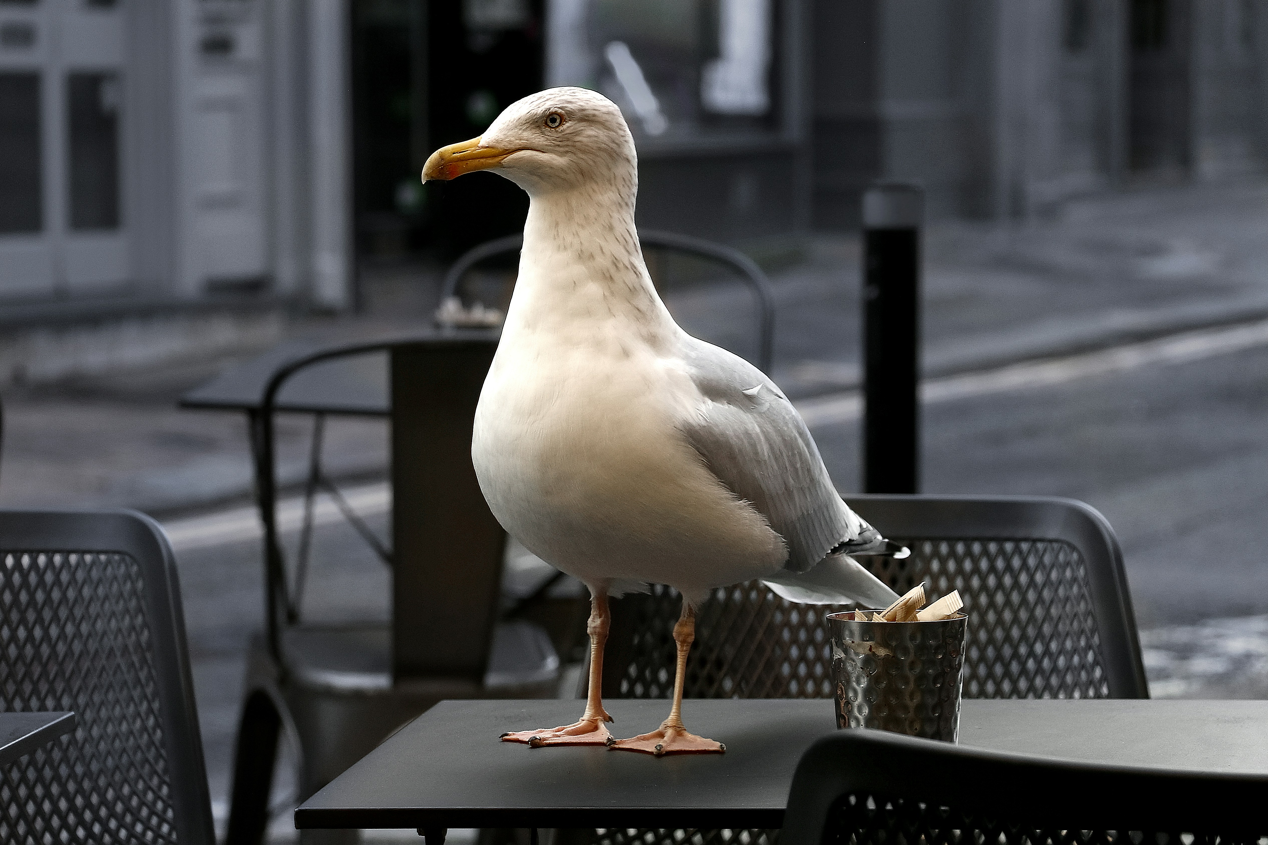 ...pass the sugar, love! | A seagull stands on a table at an outdoor cafe.