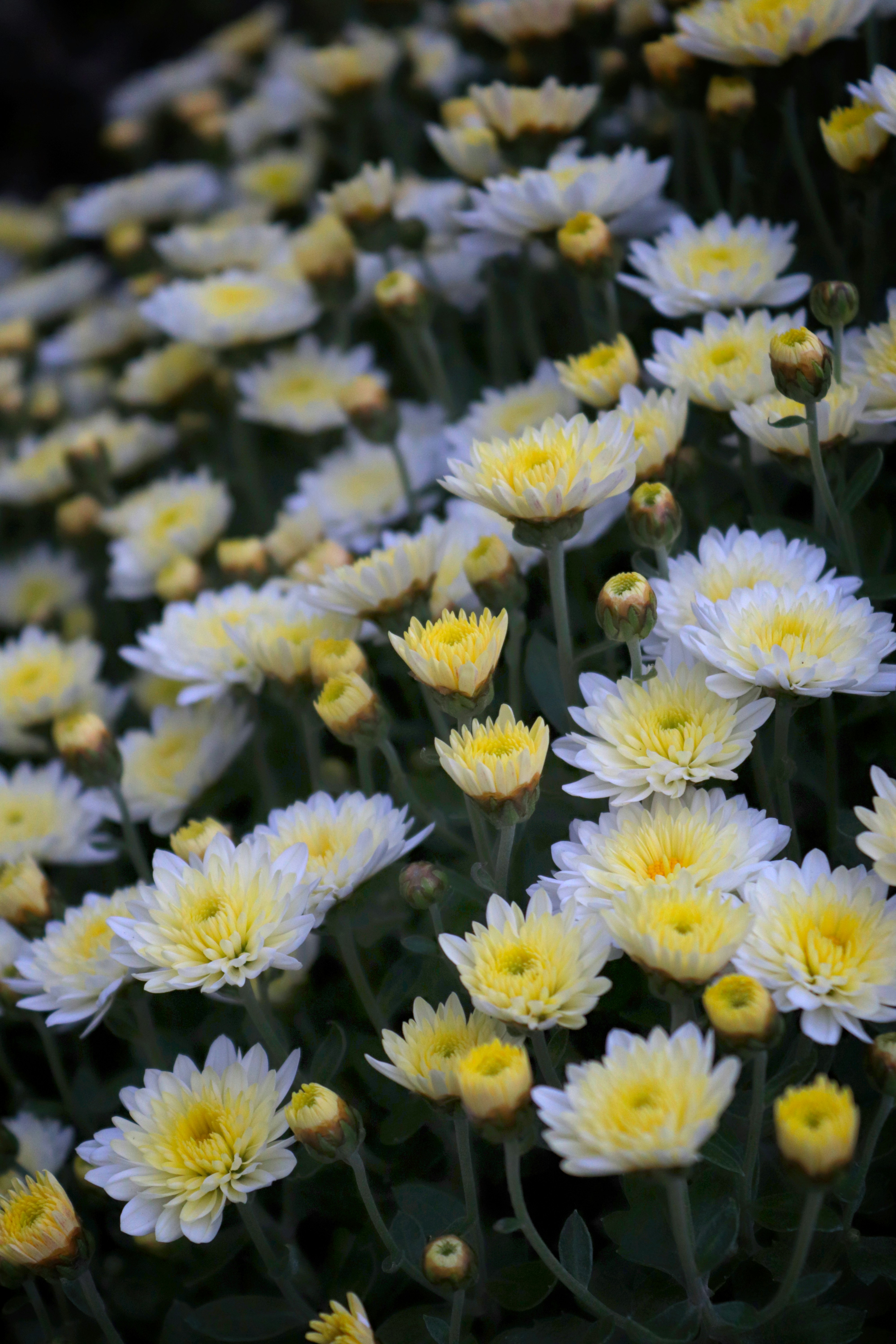 A field of white and yellow chrysanthemums.