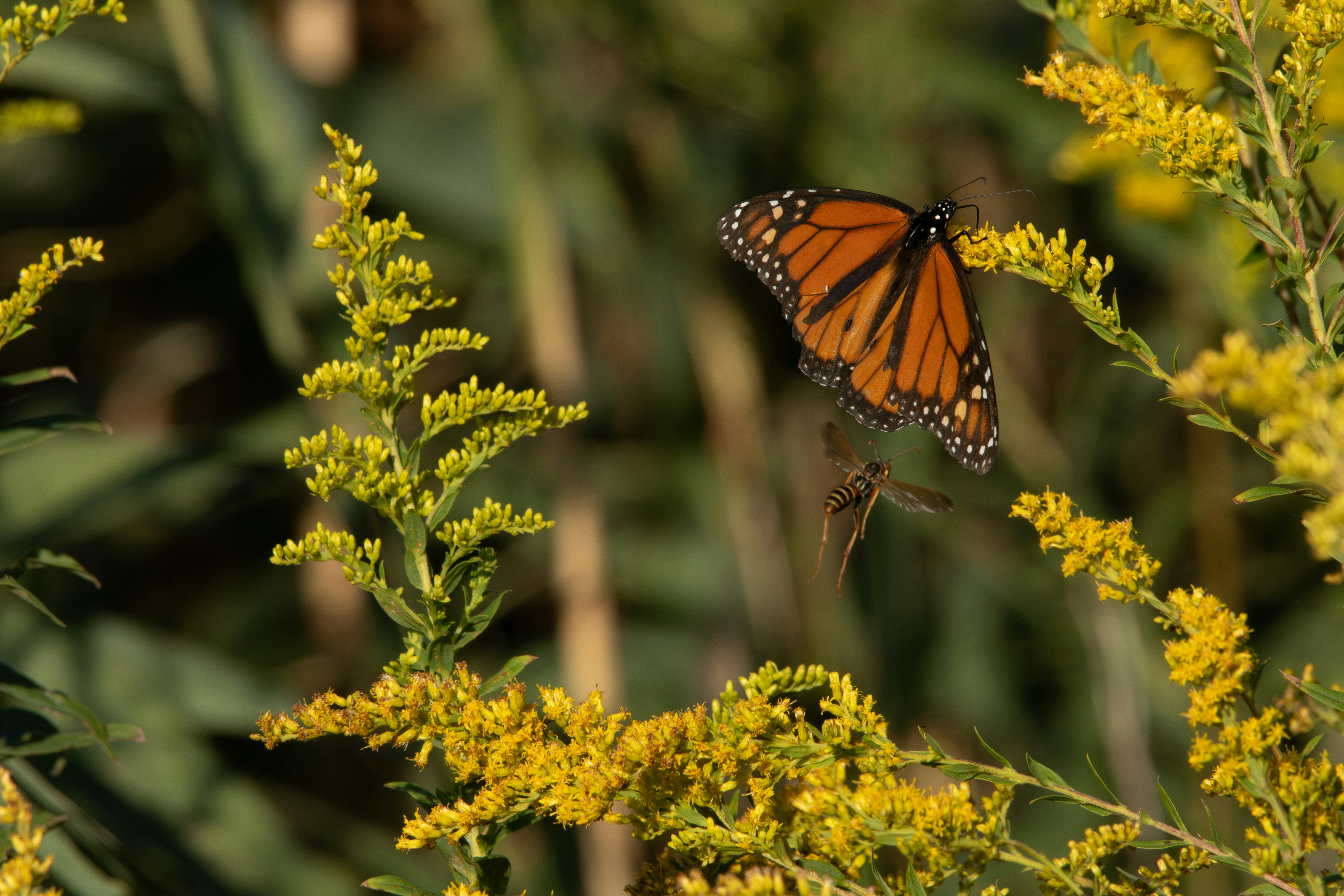 A Monarch butterfly gracefully flits among vibrant yellow flowers, accompanied by a small pollinator, highlighting the beauty of nature's interactions.