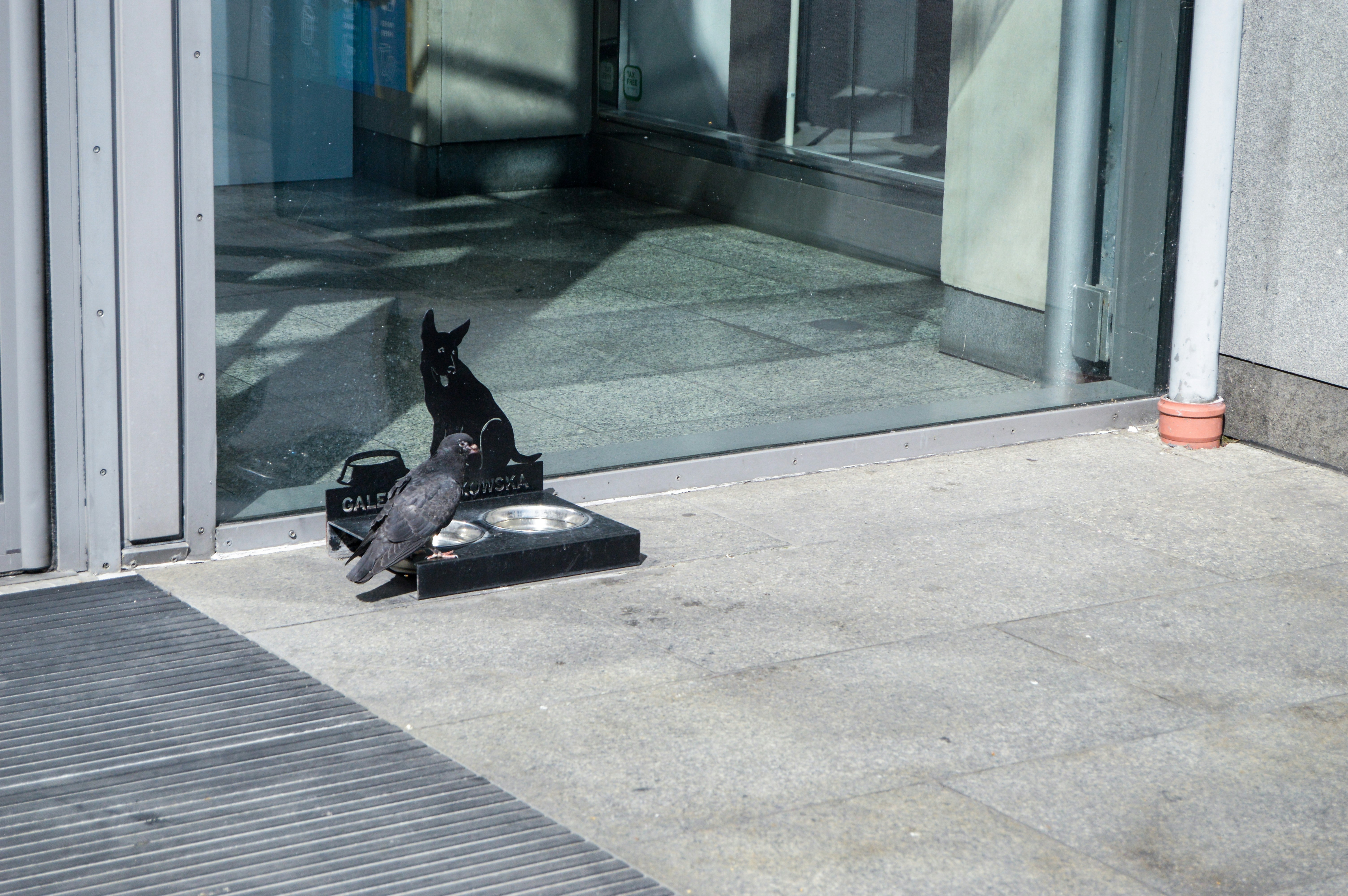 Urban Companions: A Pigeon and a Shadow