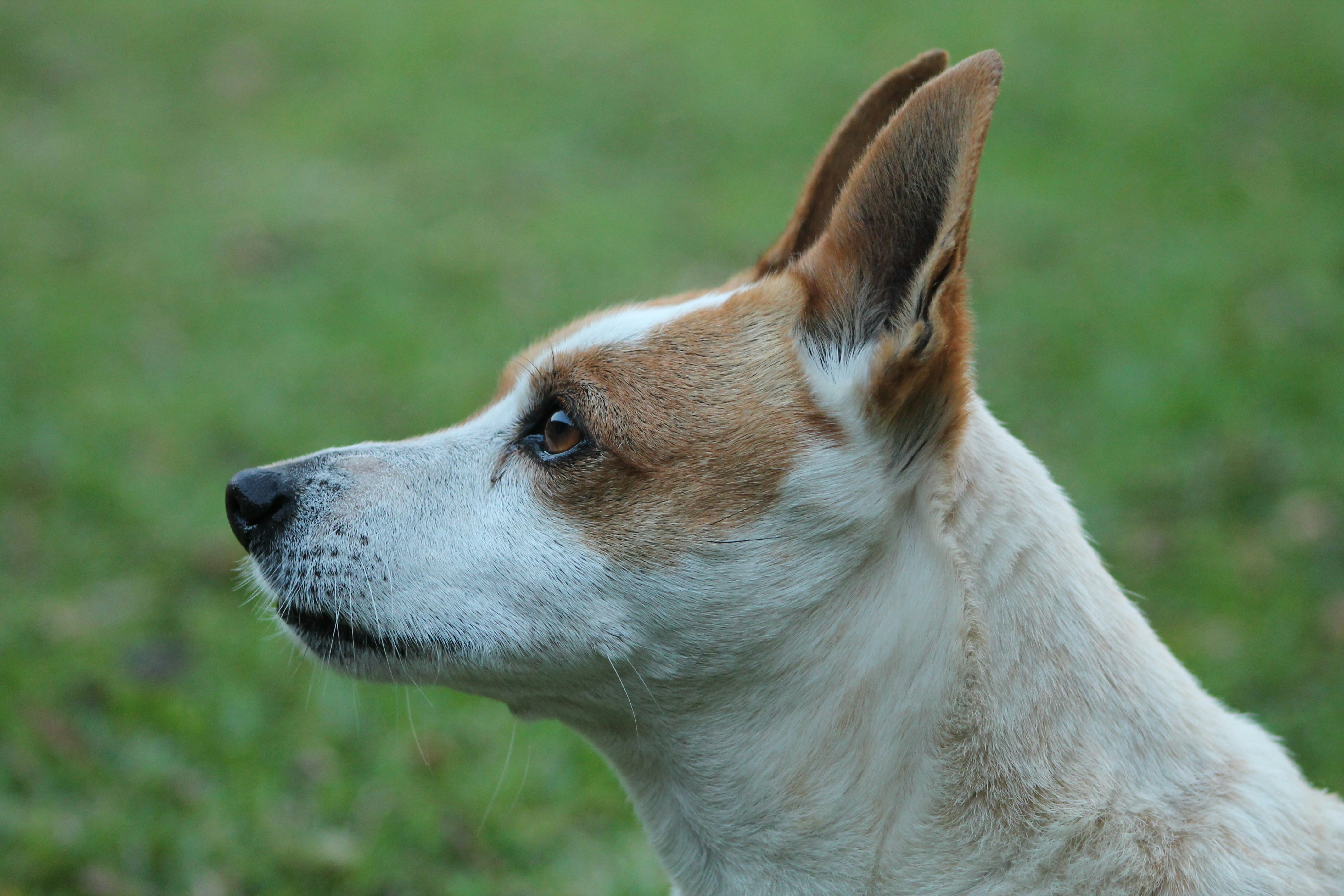 A close-up of a dog's head in profile.
