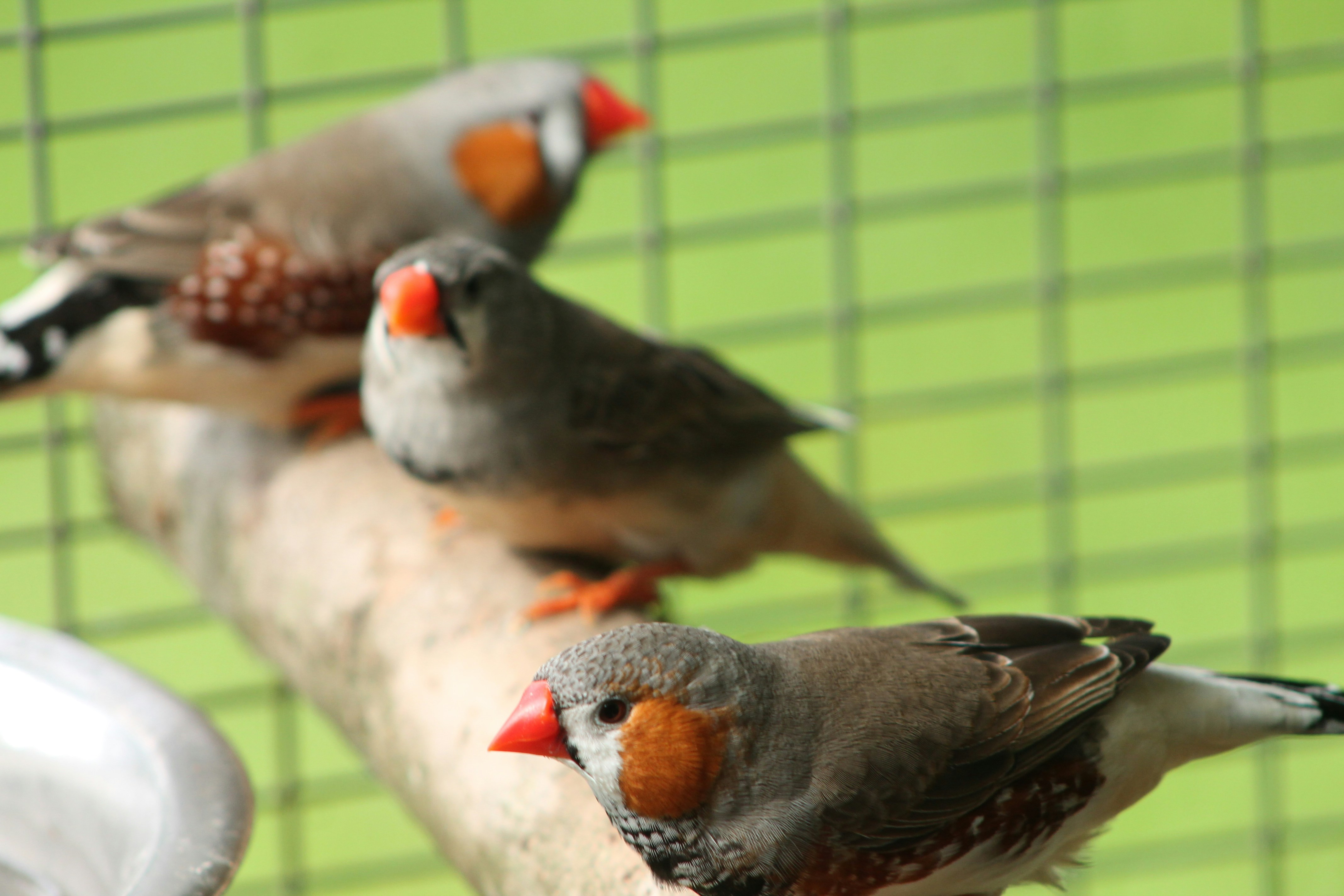 Three Zebra Finches at the Perimeter of Sunlit Cage