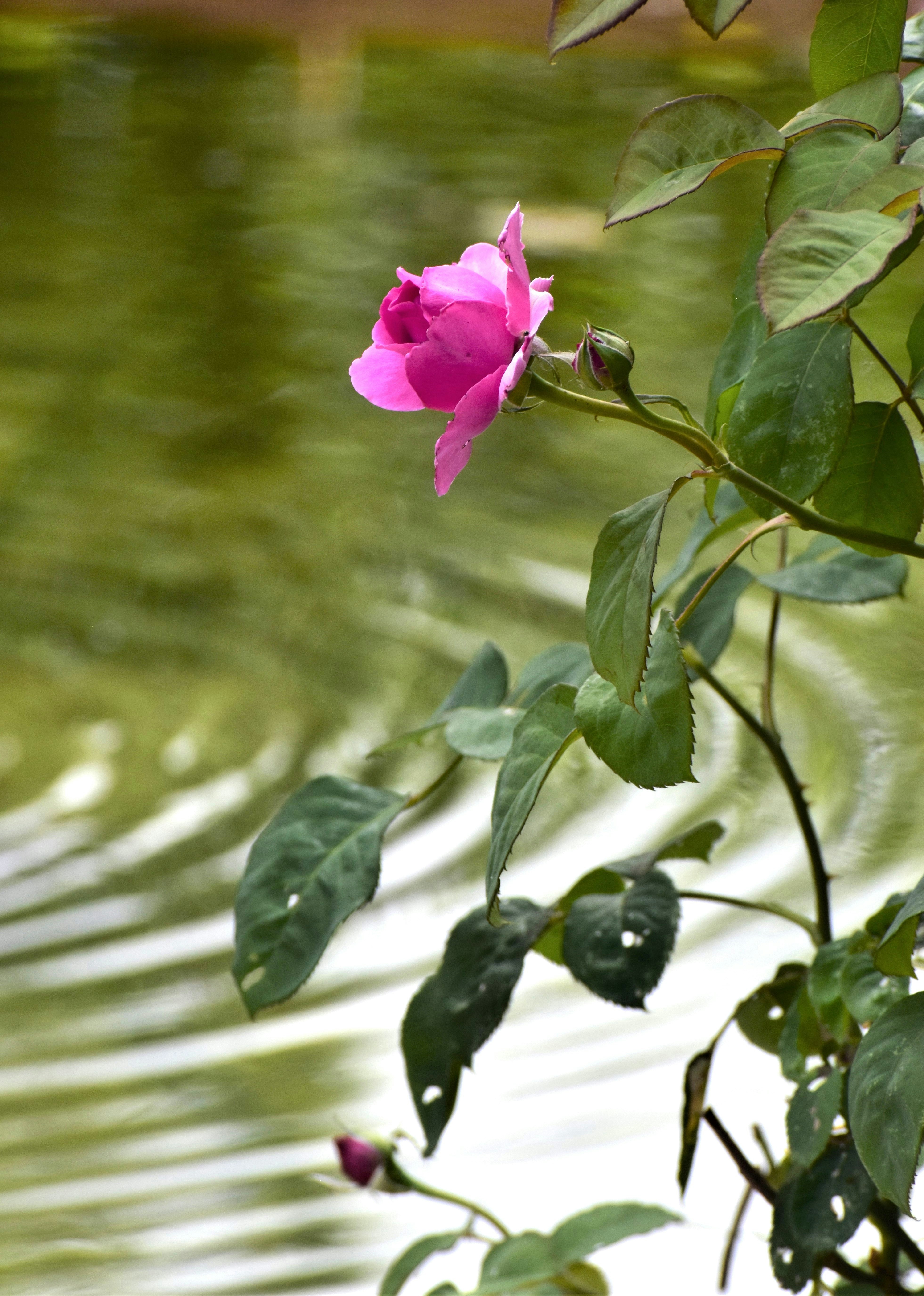 Pink Rose | A single pink rose blooms near water.