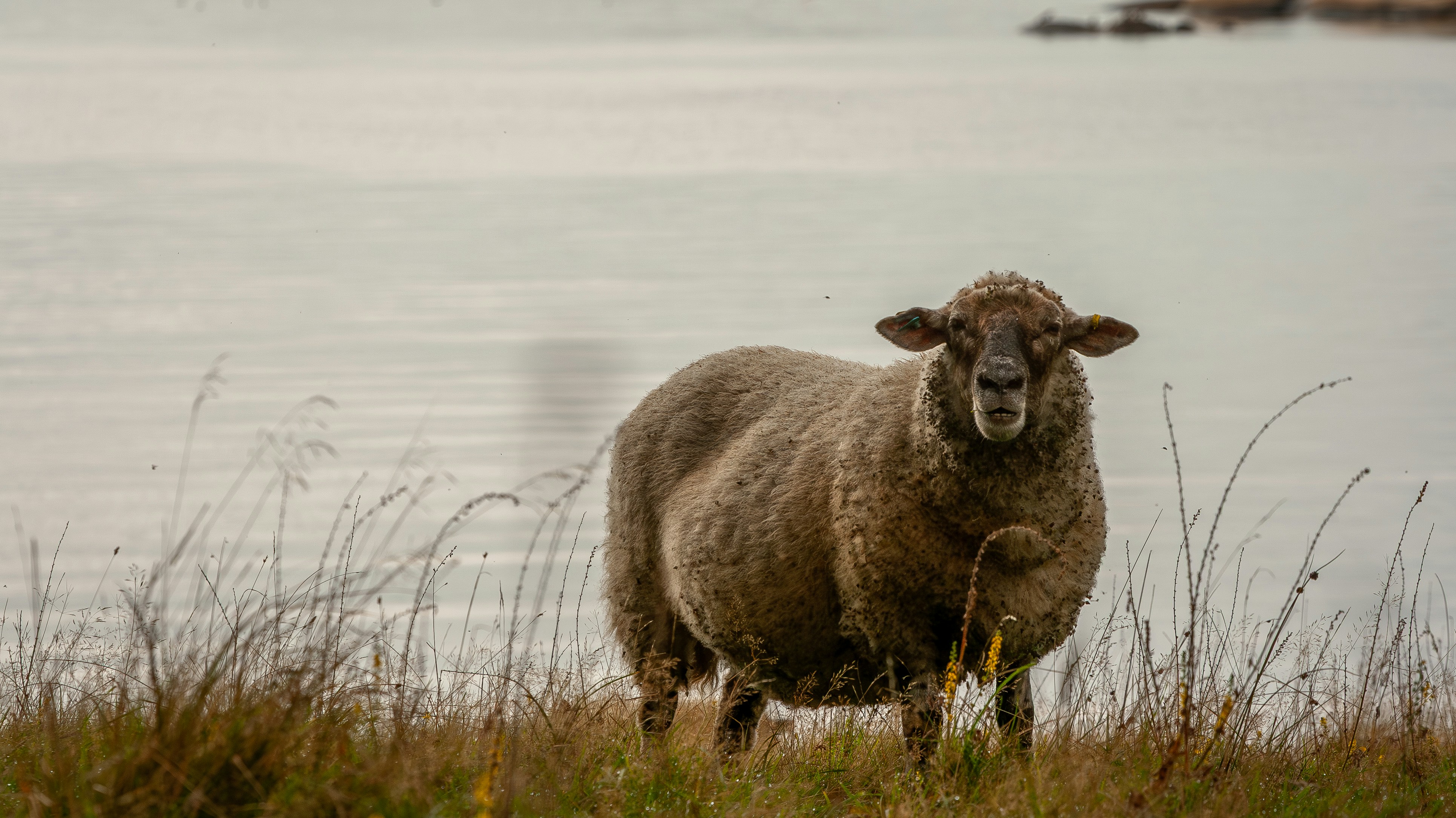 A single sheep stands in a grassy field near water.