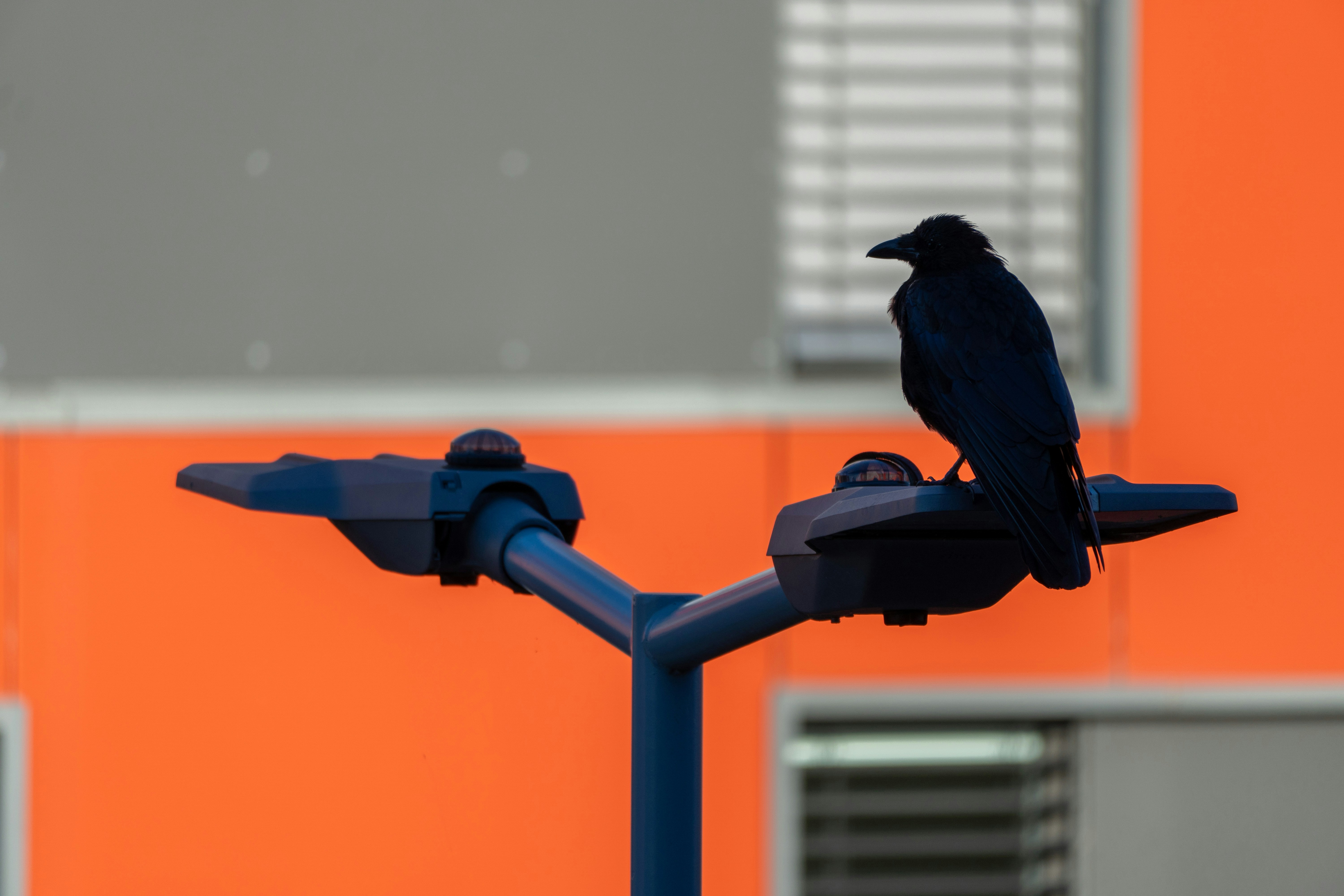 A lone crow perches on a sleek blue streetlight, its dark feathers contrasting sharply against a vivid orange and gray urban backdrop — a quiet moment of stillness amid city geometry. | A crow perched on a modern street lamp.