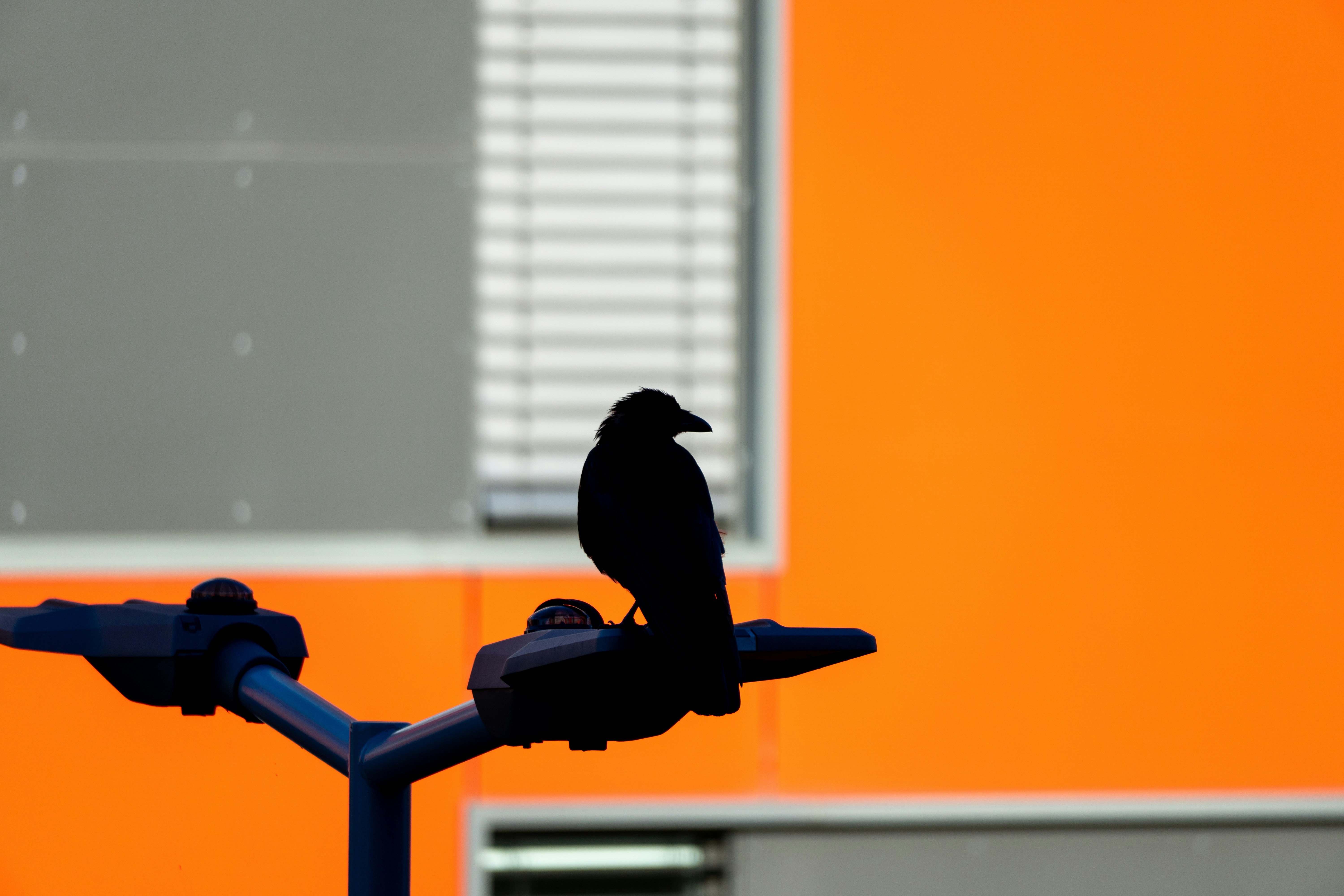 Silhouette Against a Vibrant Backdrop