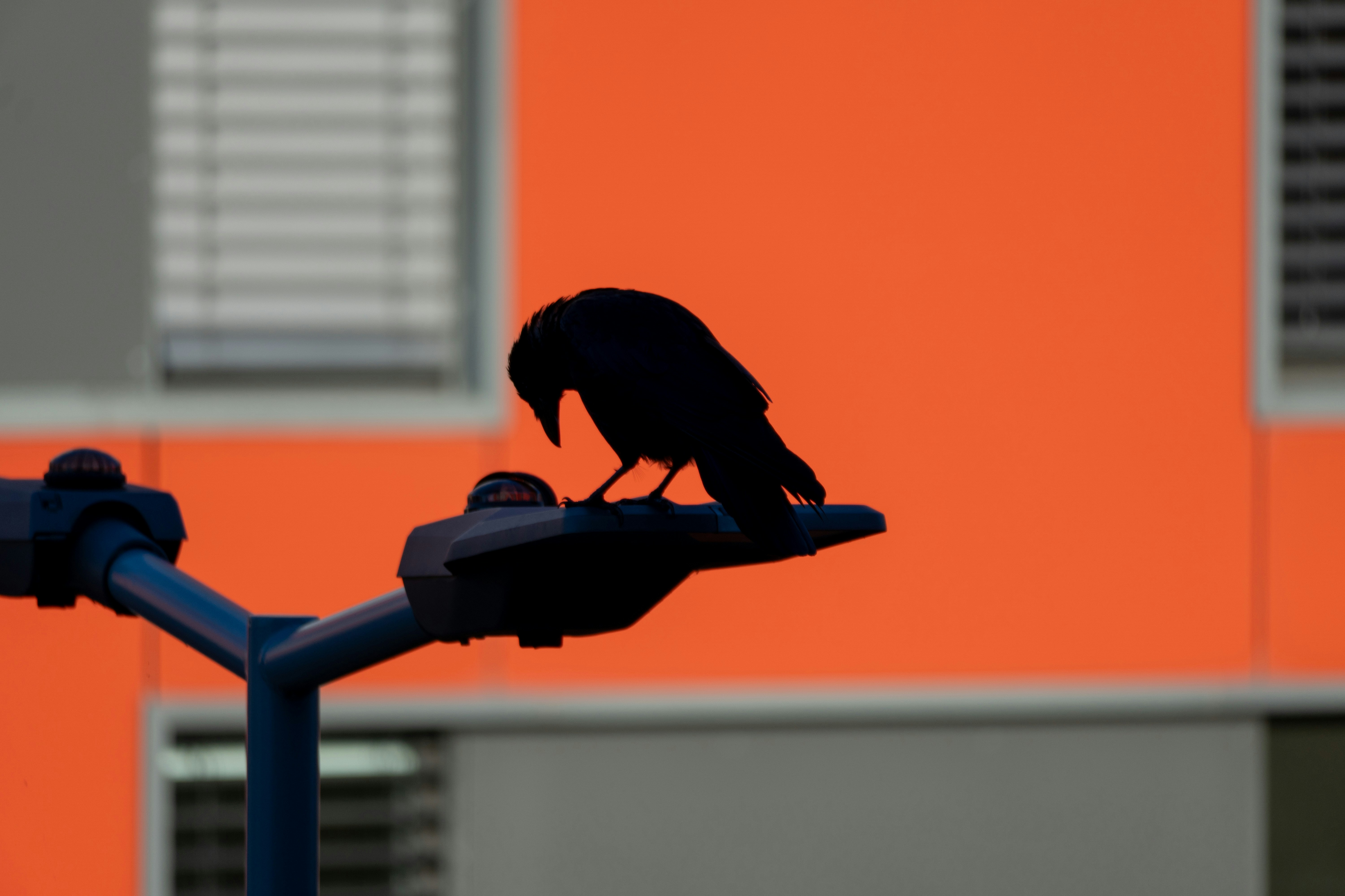 Urban Sentinel: A Raven's Vigil