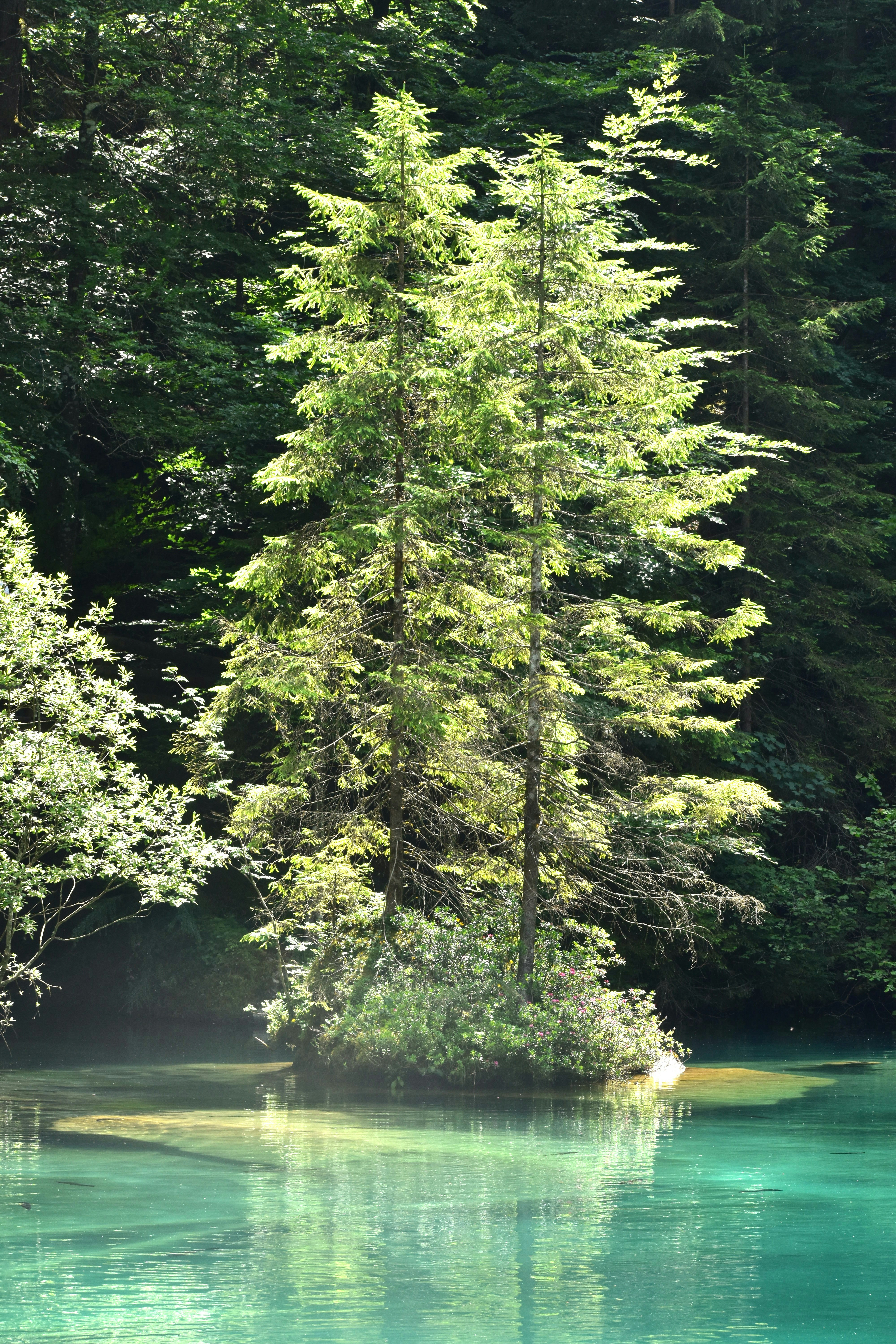 Emerald Reflections: Nature's Tranquil Oasis