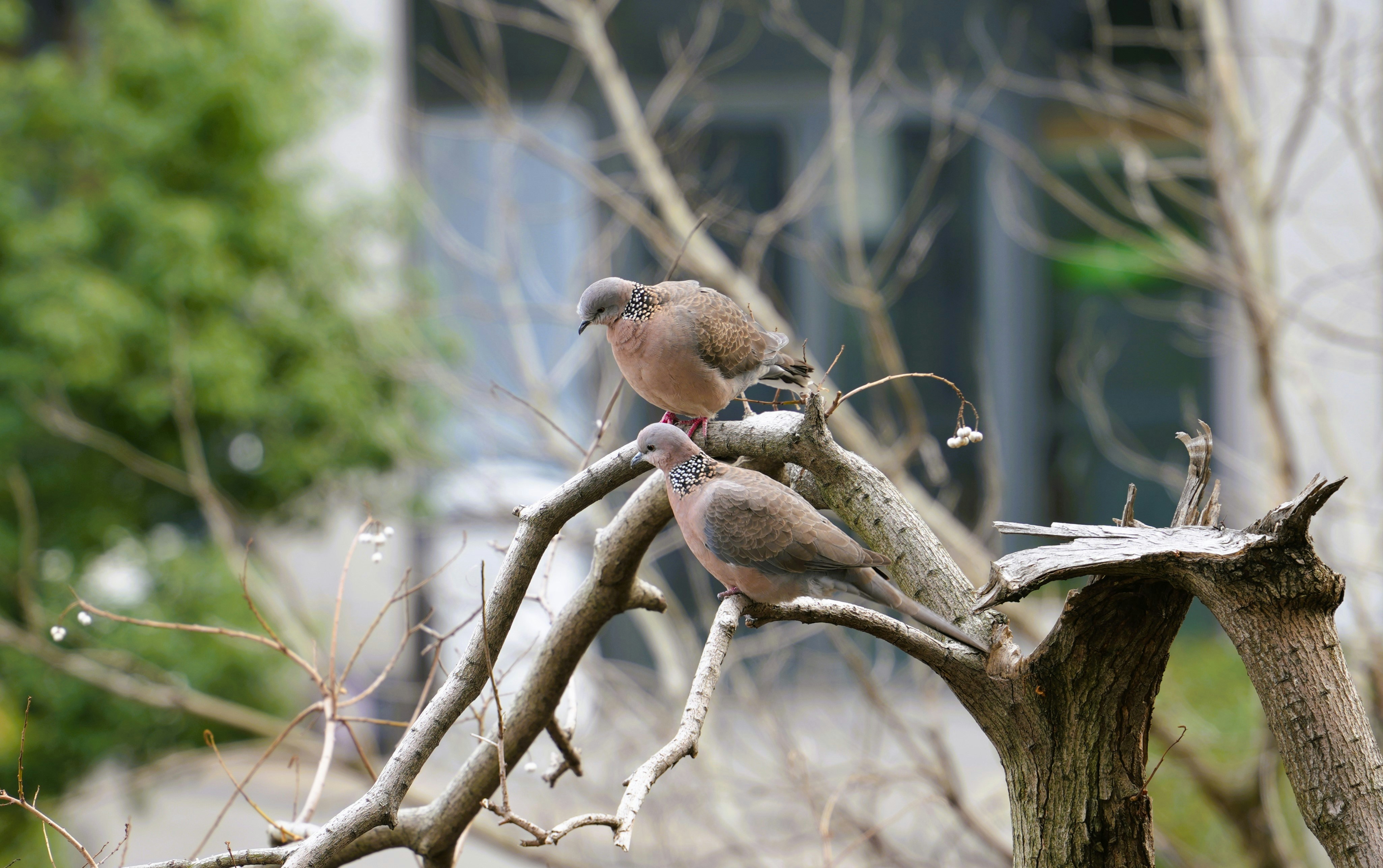Two doves perched on a bare tree branch.