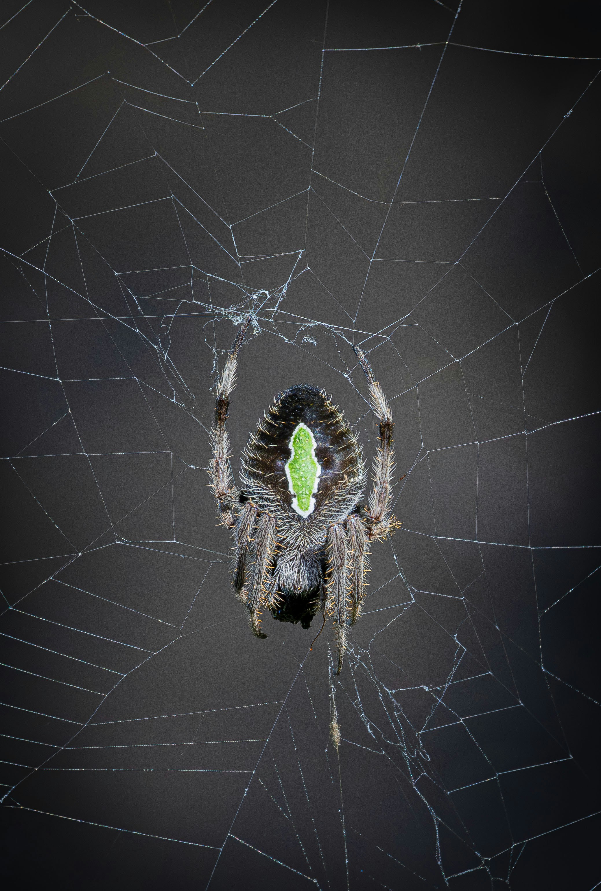 Spider photo shot on Canon EOS R